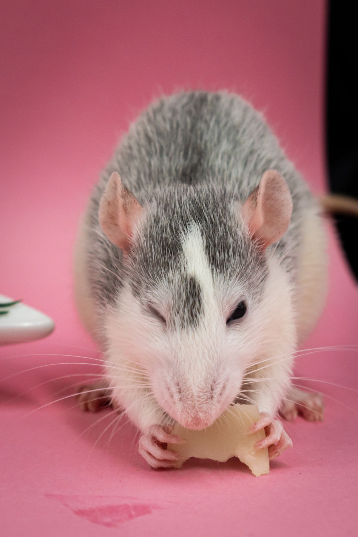 Animated Rat And Cheese Photos, Download The BEST Free Animated Rat And ...