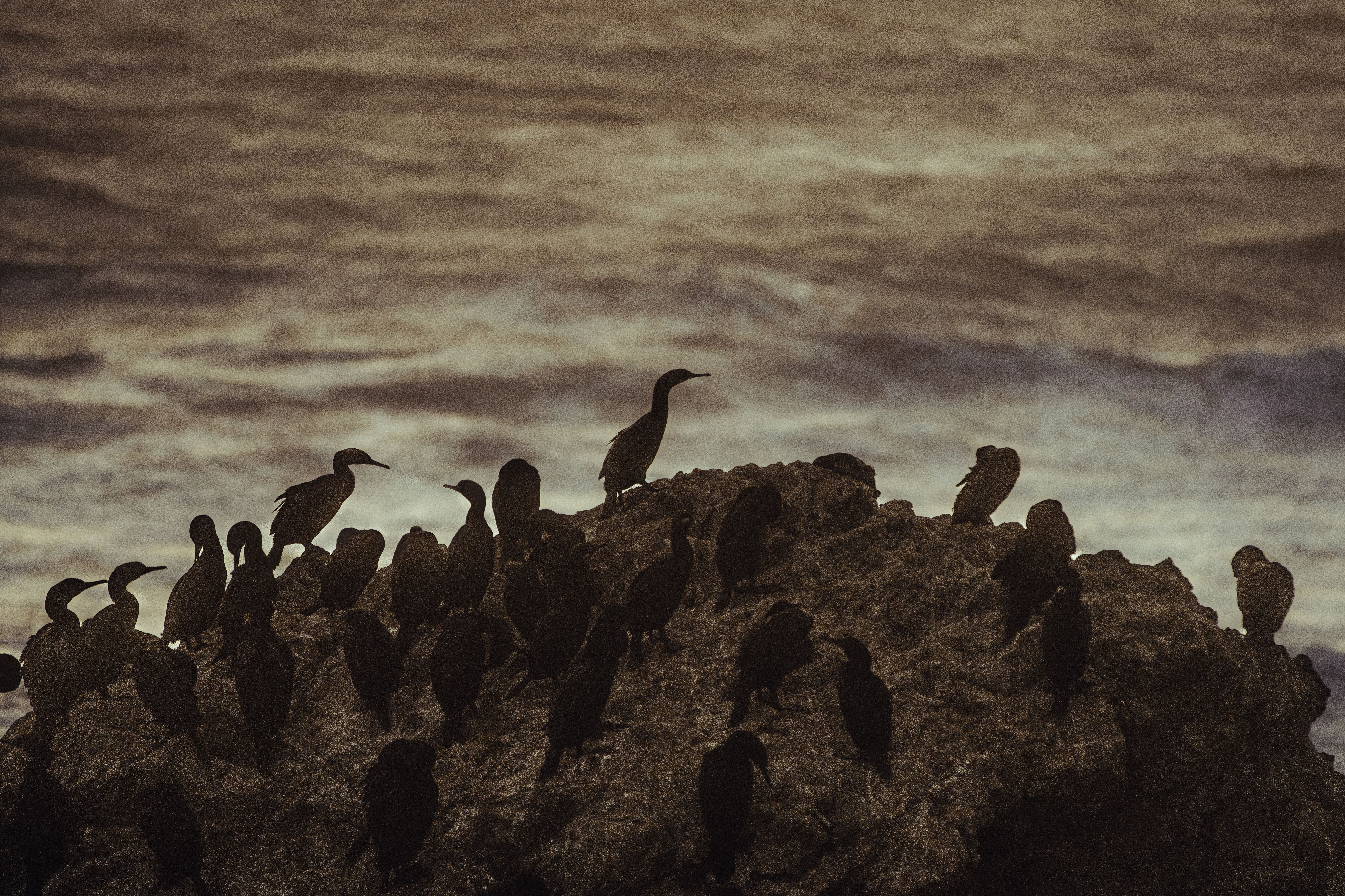 Birds on Rock · Free Stock Photo