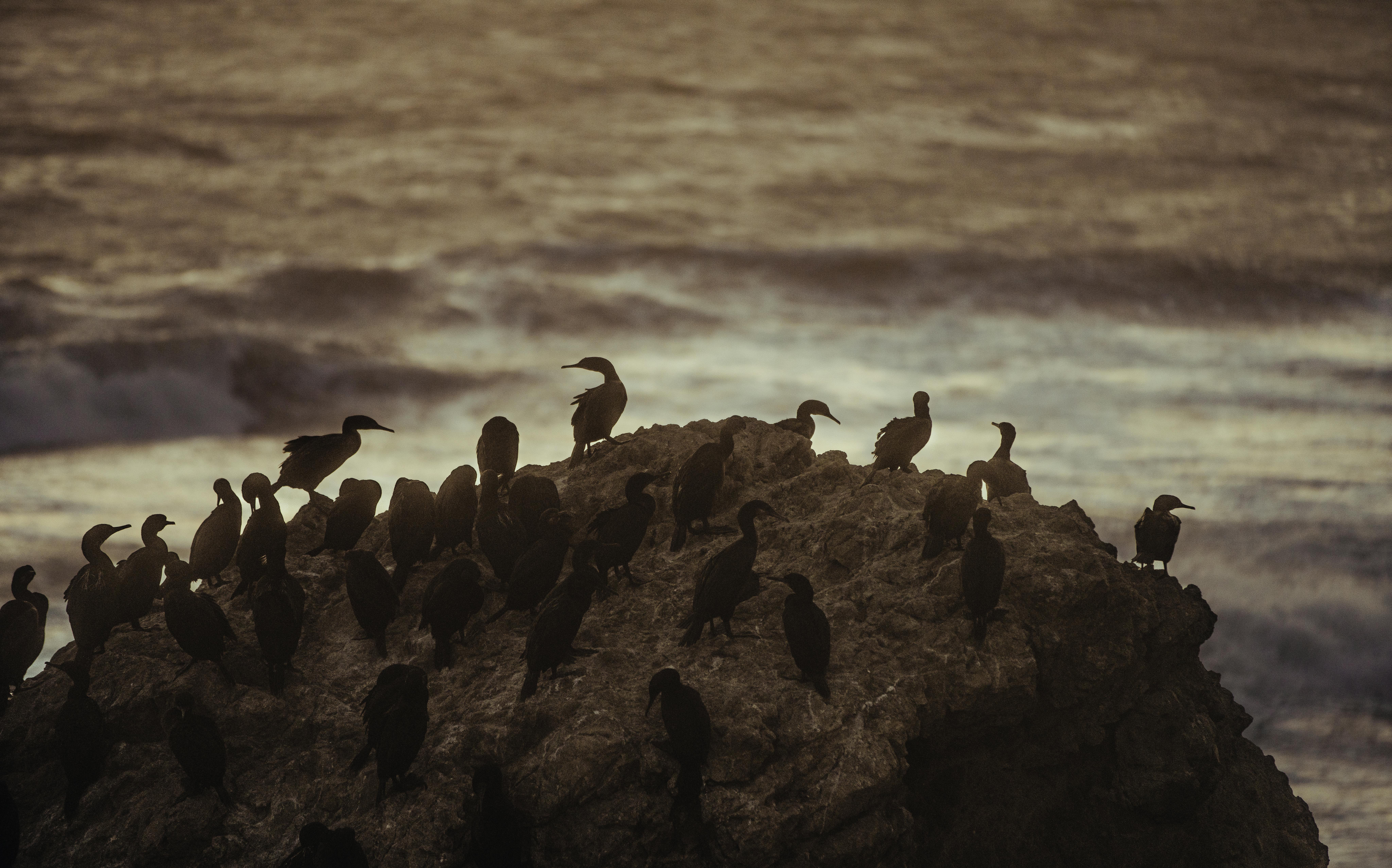 Birds on Rock · Free Stock Photo
