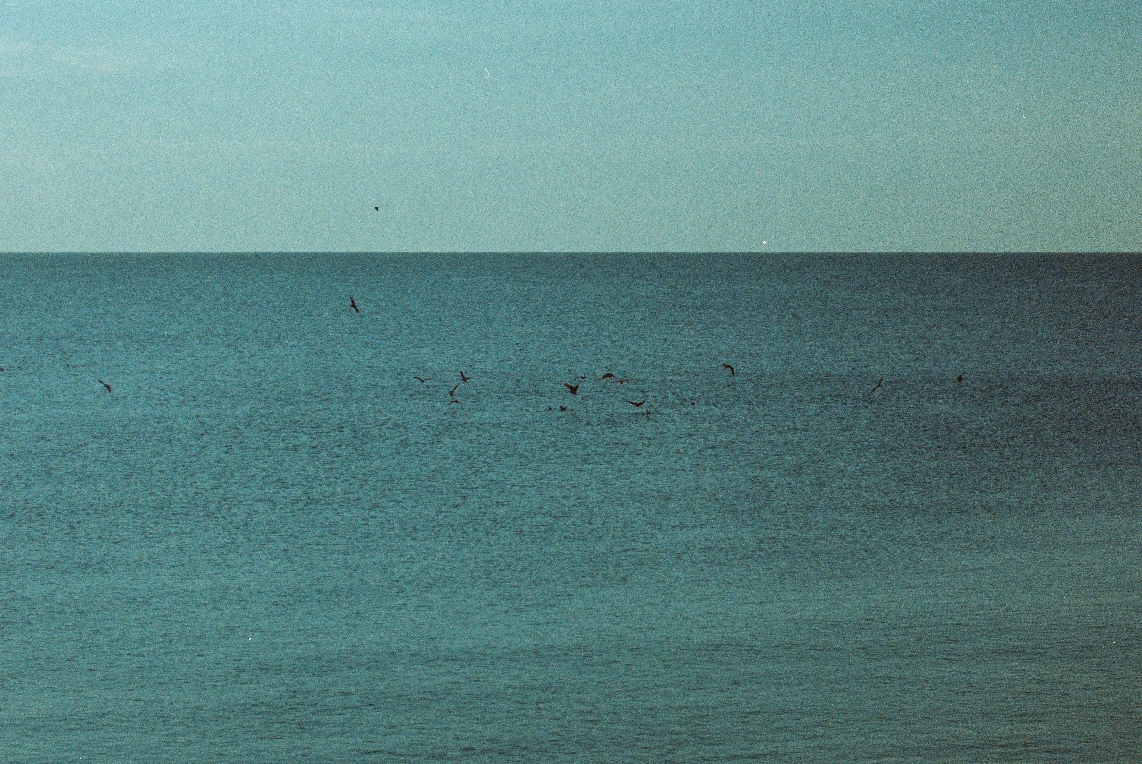 Birds Flying over Sea · Free Stock Photo