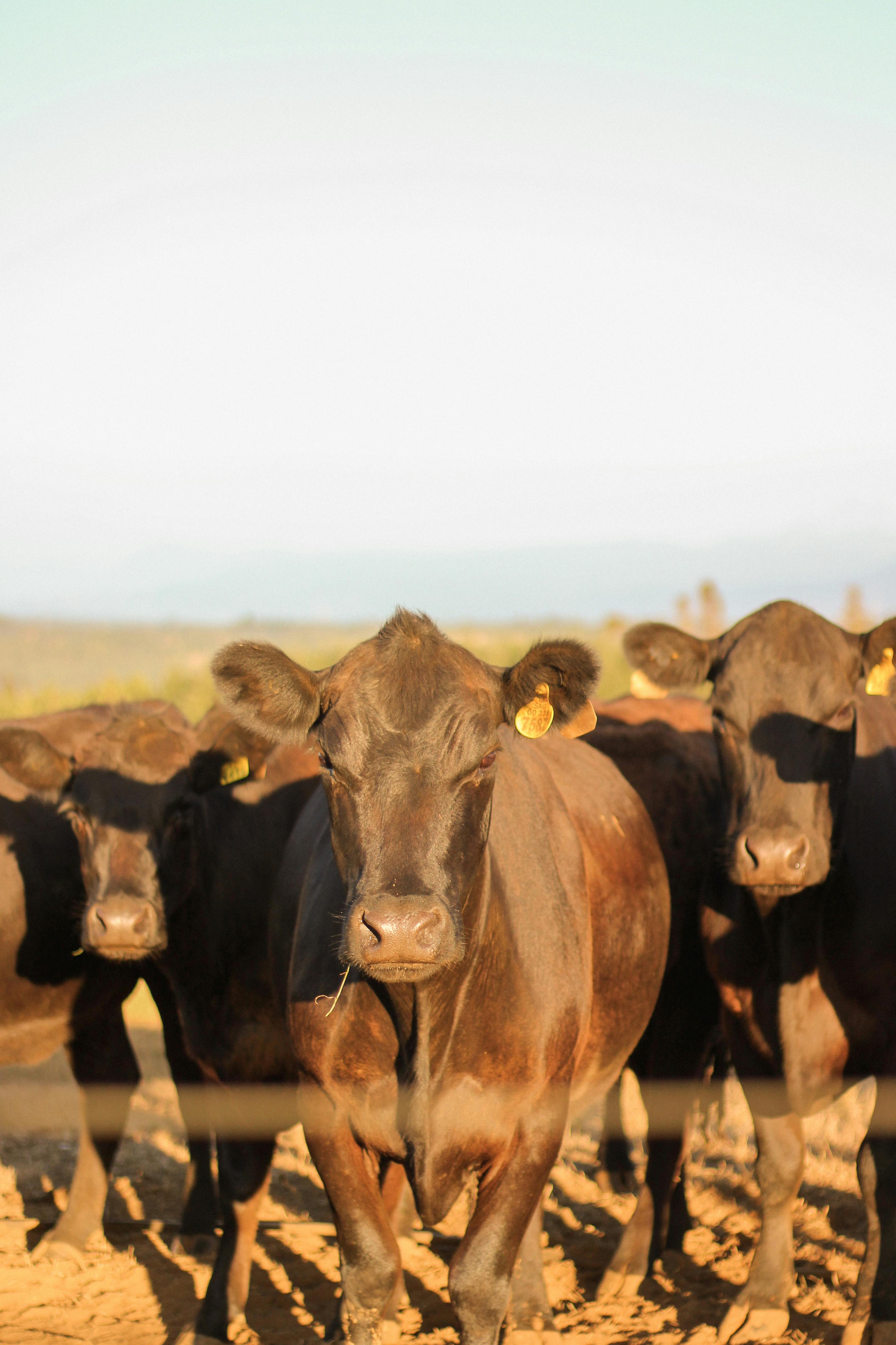 Cows pasturing on field in countryside · Free Stock Photo