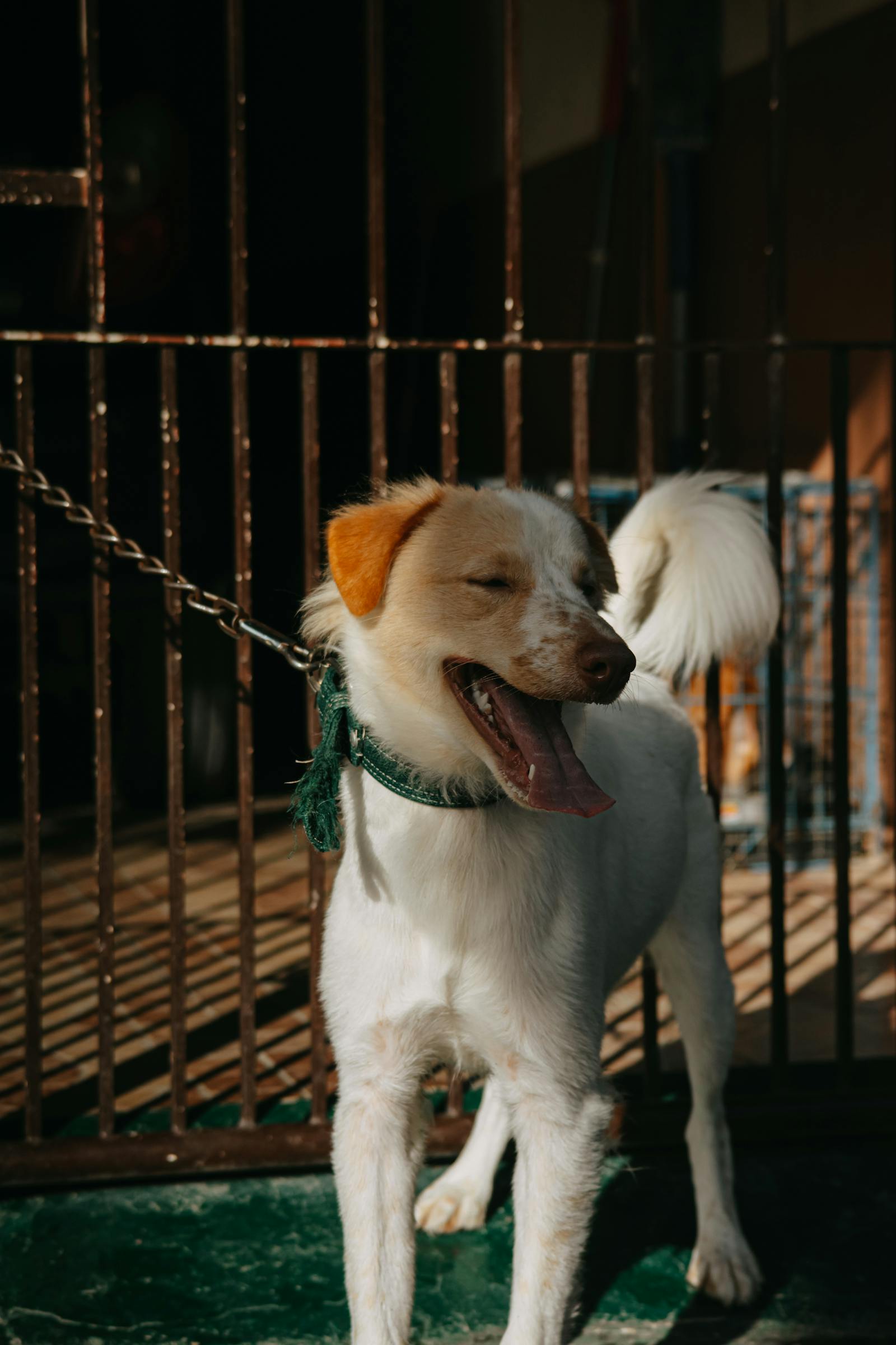 Barking Dog Photos, Download The BEST Free Barking Dog Stock Photos ...