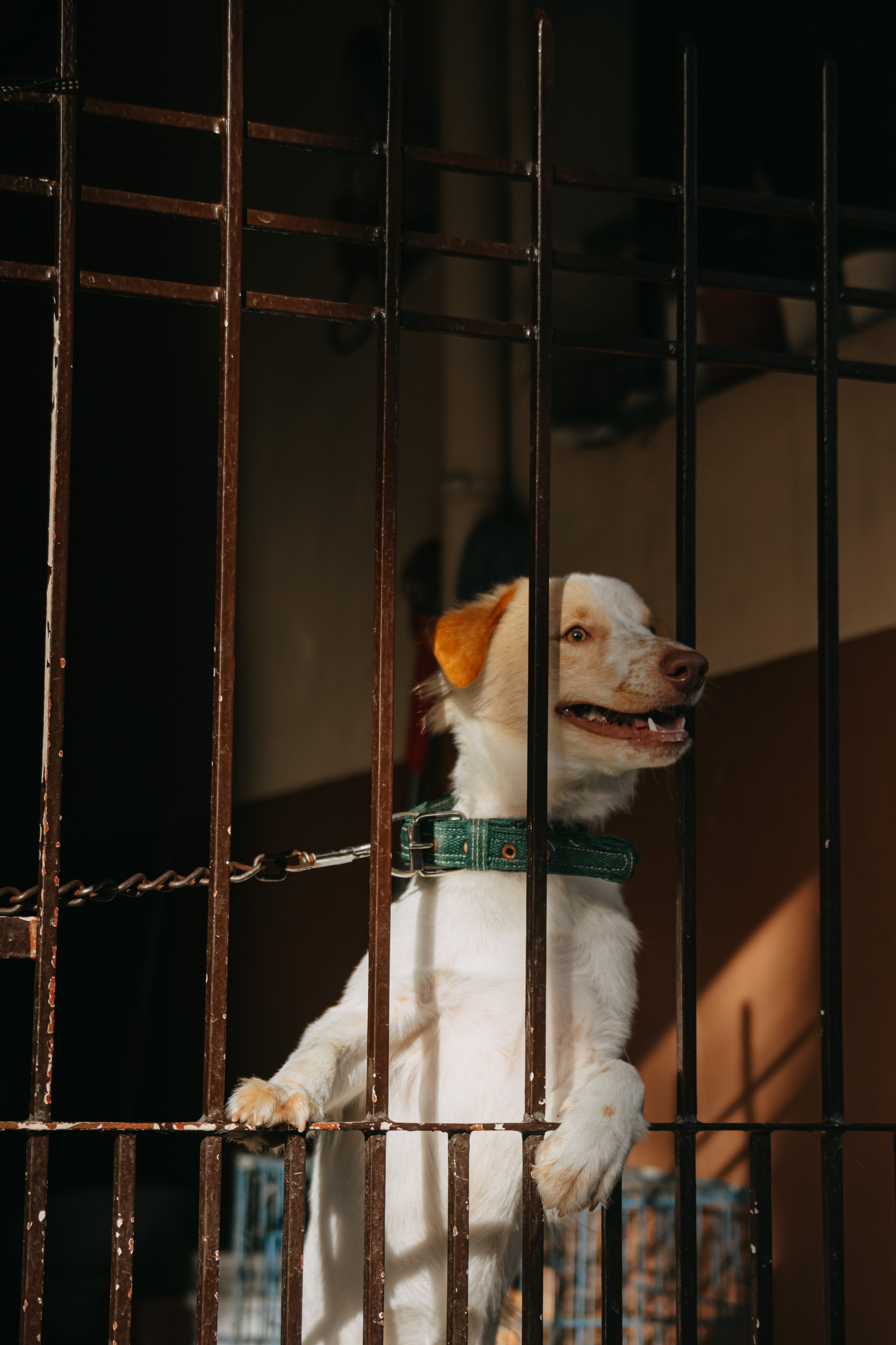 Animal Cruelty Leather Photos, Download The BEST Free Animal Cruelty ...