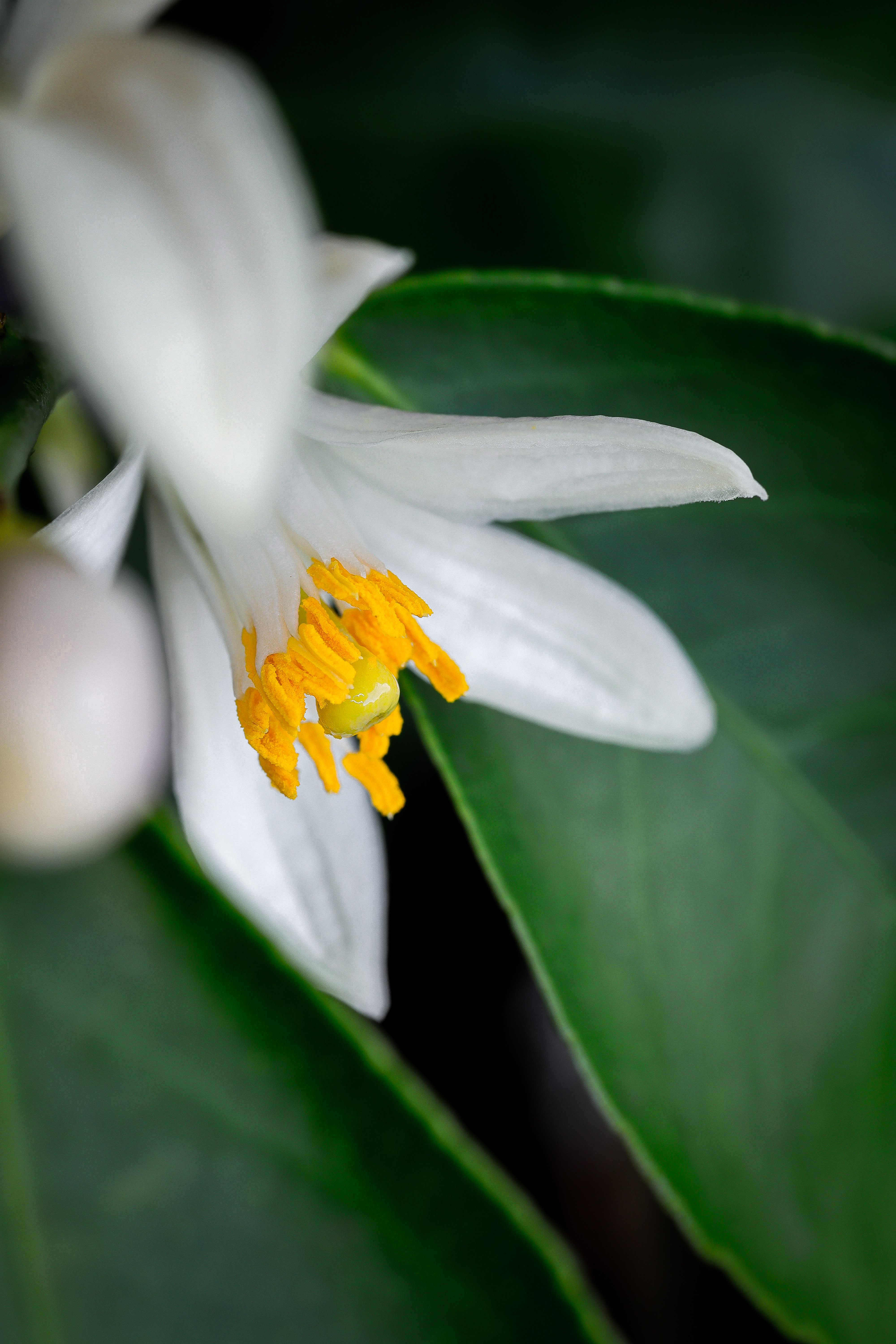 Close up of Flower with Stamens · Free Stock Photo