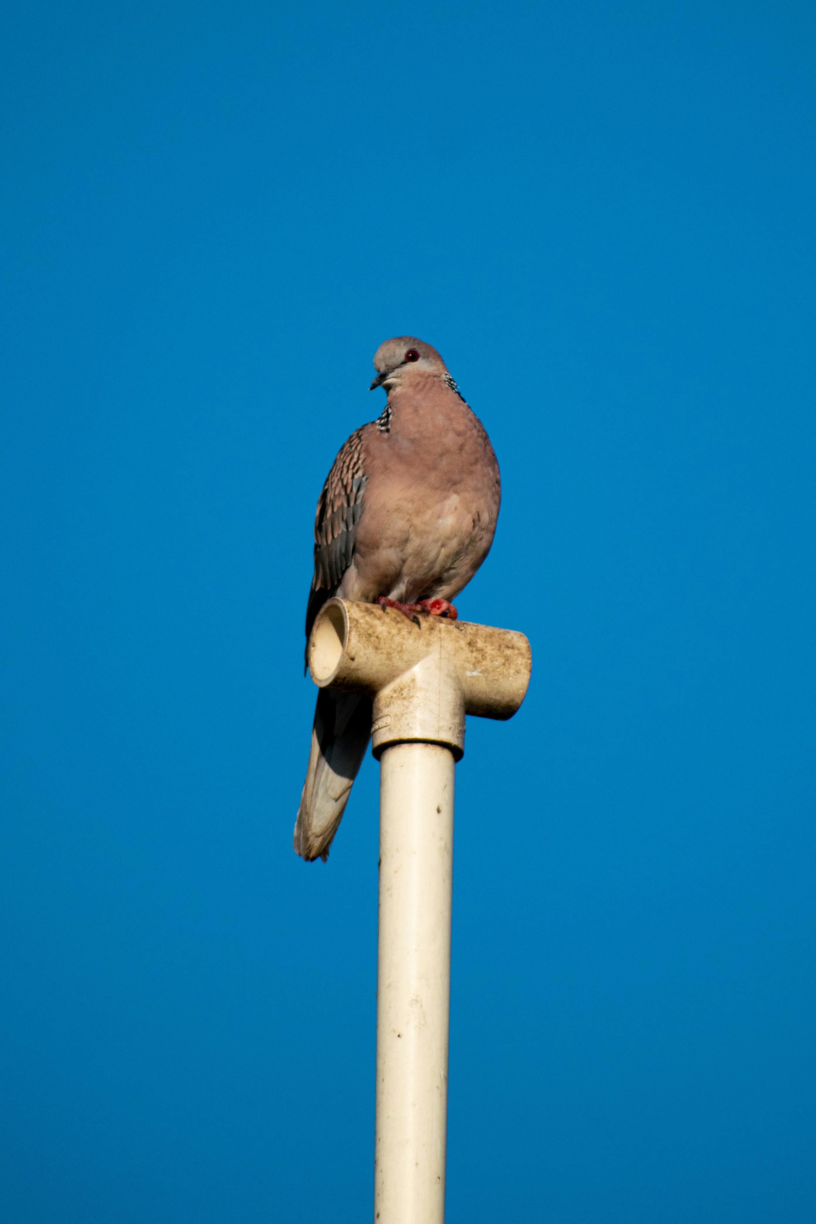 Bird Tear Photos, Download Free Bird Tear Stock Photos & HD Images