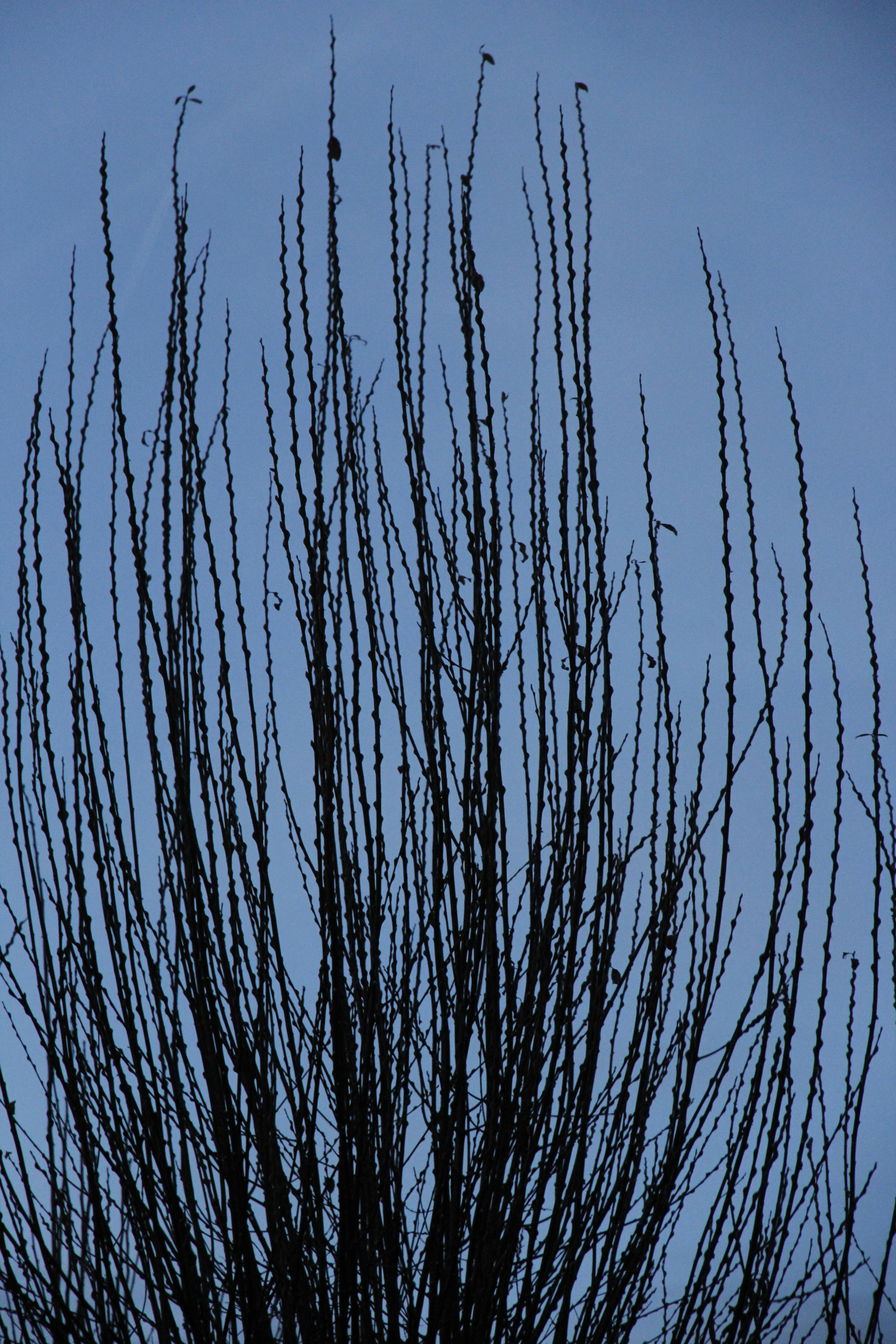 Close up of Bush Branches · Free Stock Photo