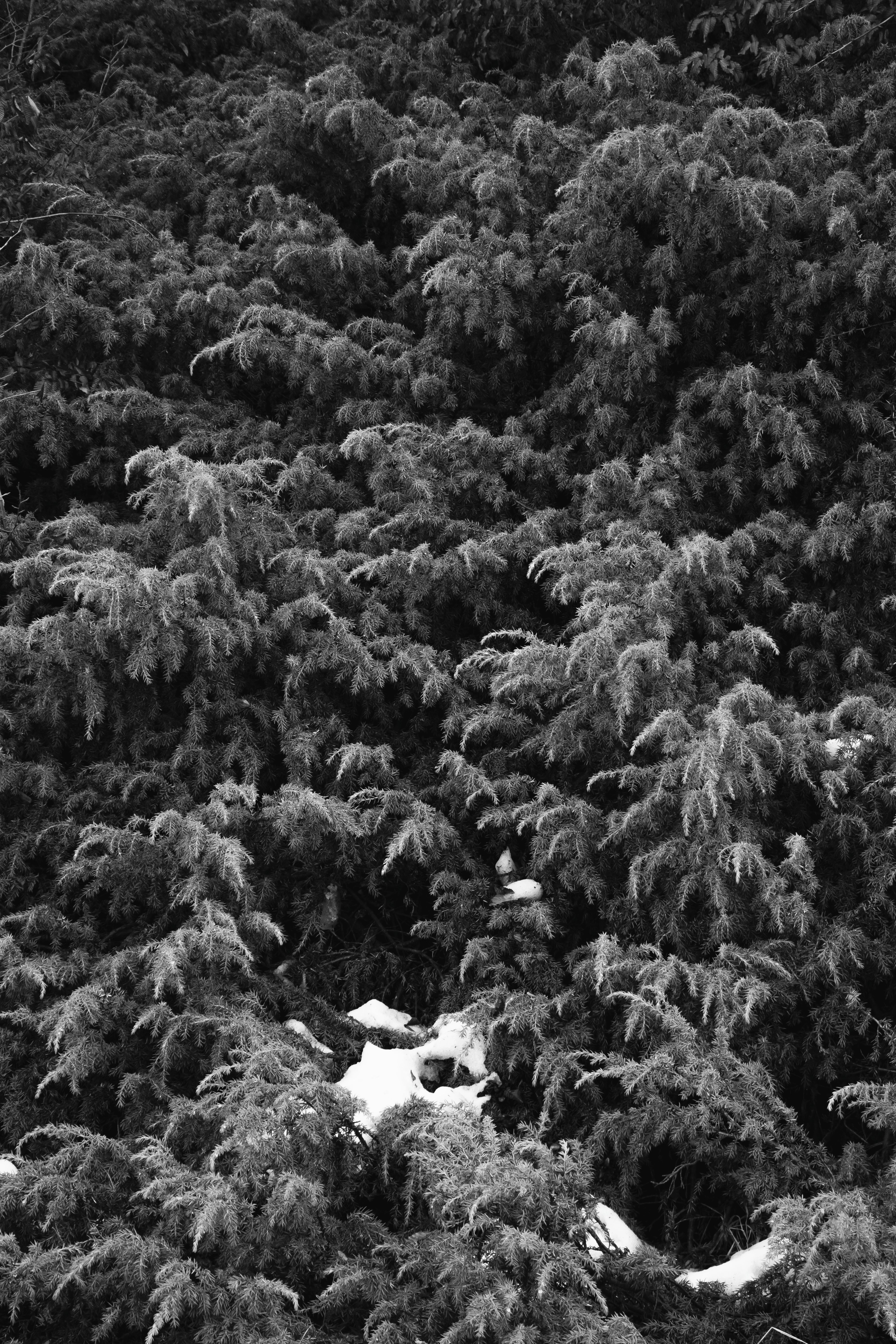 Close-up of Conifer Trees in Snow · Free Stock Photo