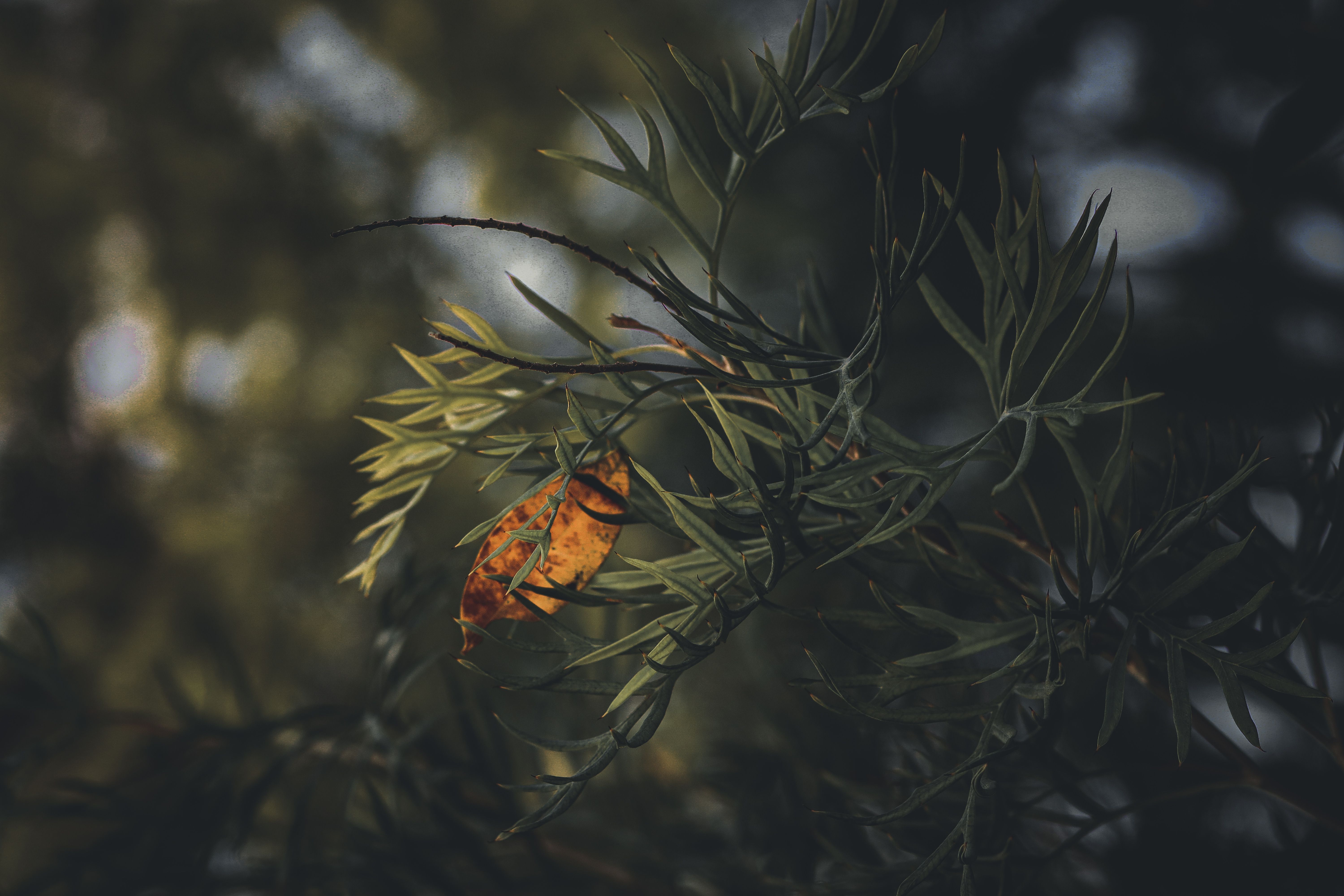 Close-up of Conifer Tree Branch in Nature · Free Stock Photo