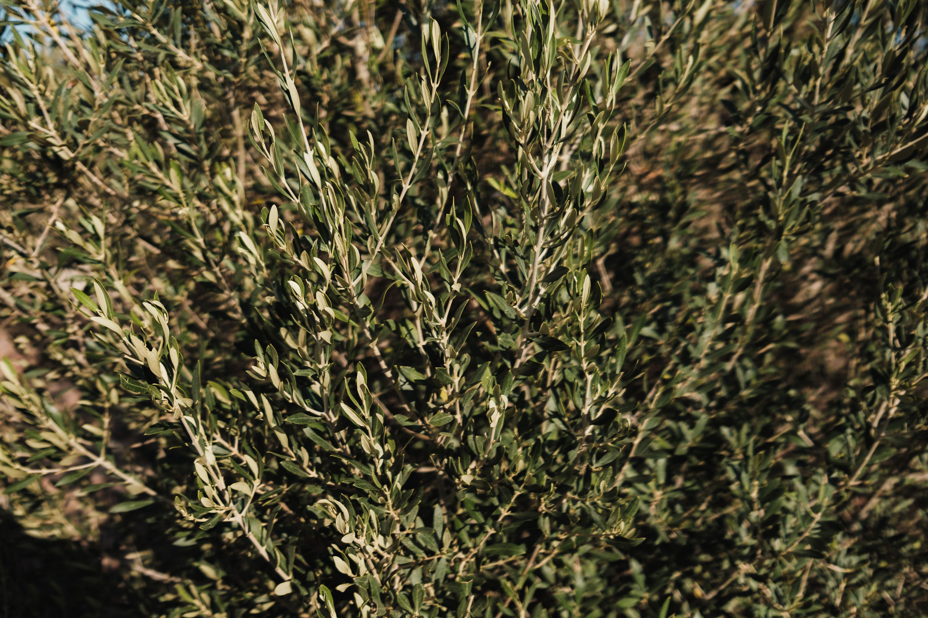 4k Wallpaper Olive Tree Photos, Download The BEST Free 4k Wallpaper ...