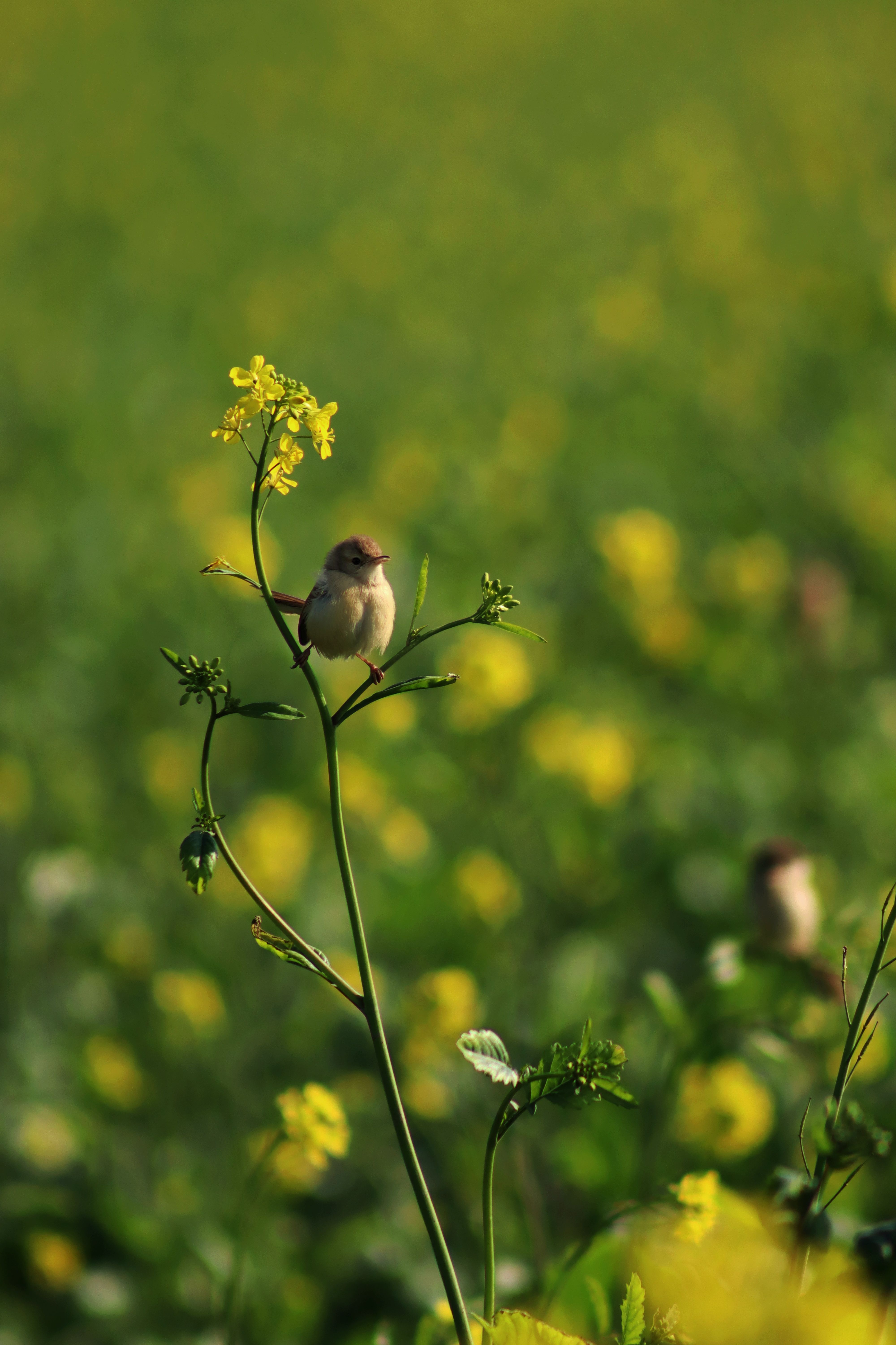 Bird Sitting on Plant in Nature · Free Stock Photo