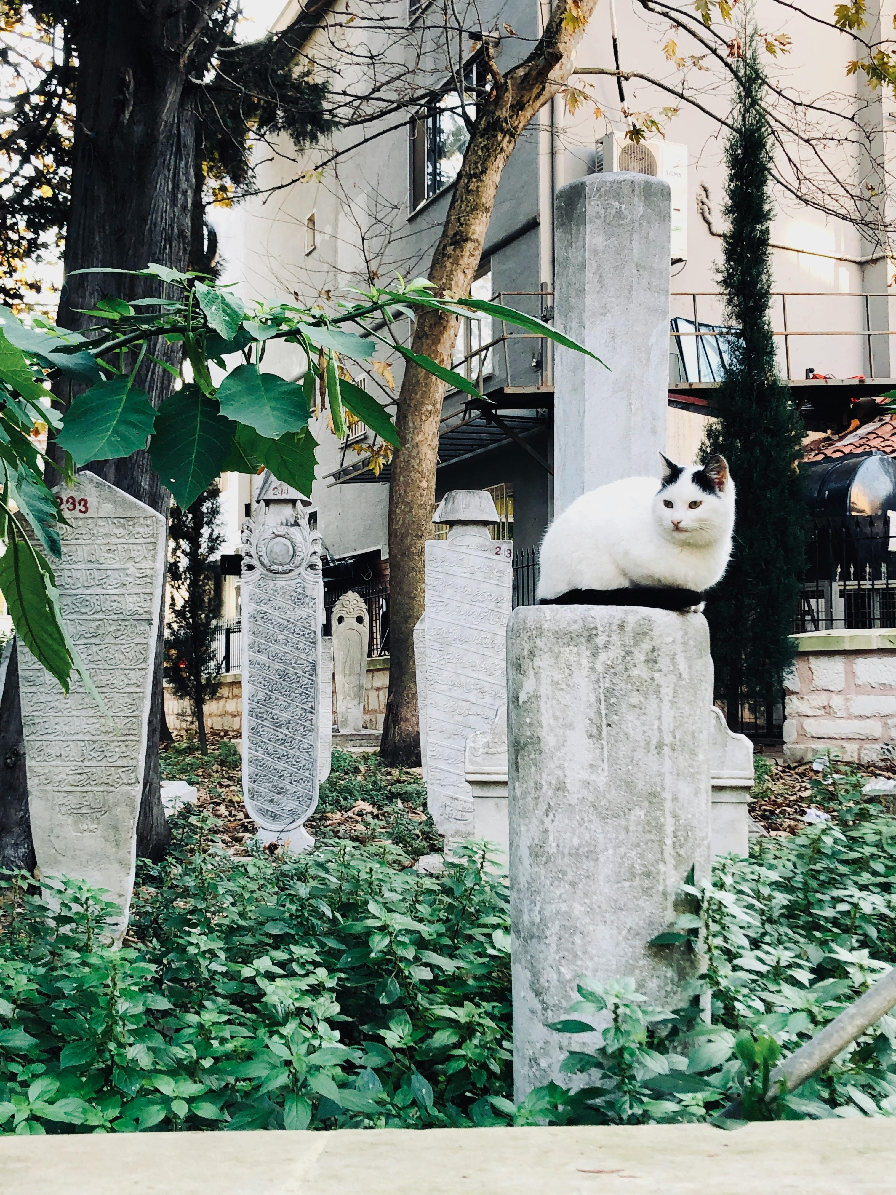 Cat Sitting on Column in Park · Free Stock Photo