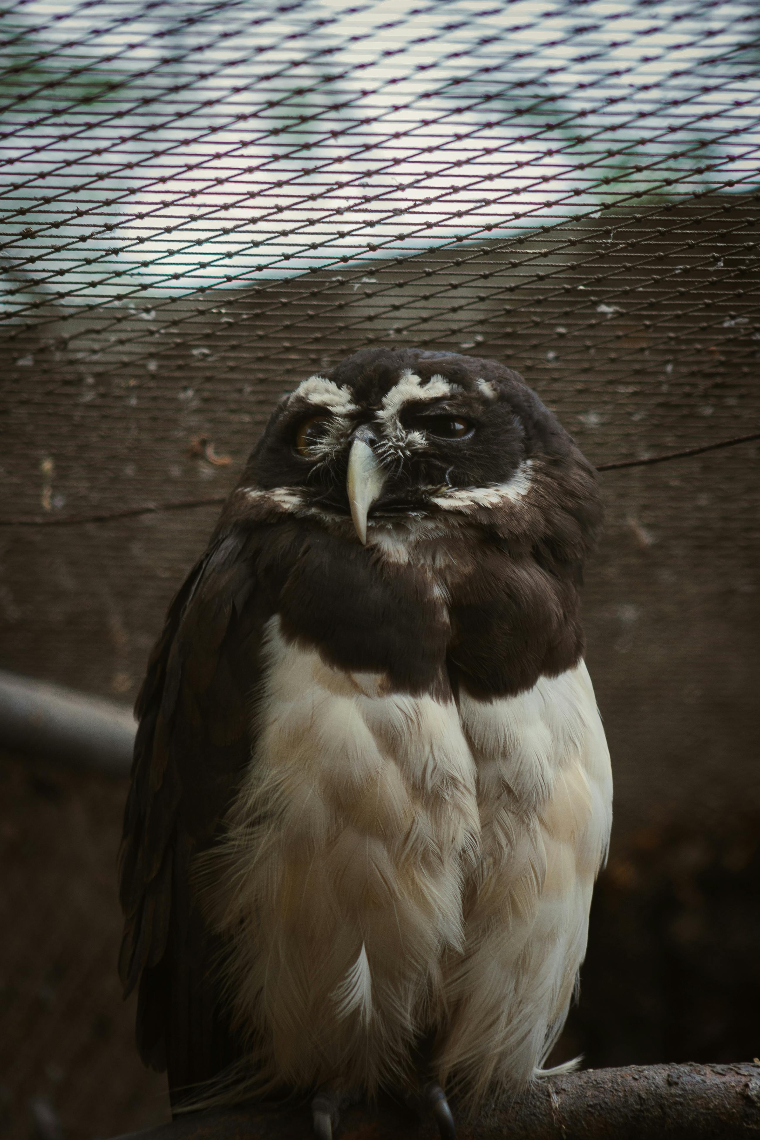 Spectacled Owl in Zoo · Free Stock Photo