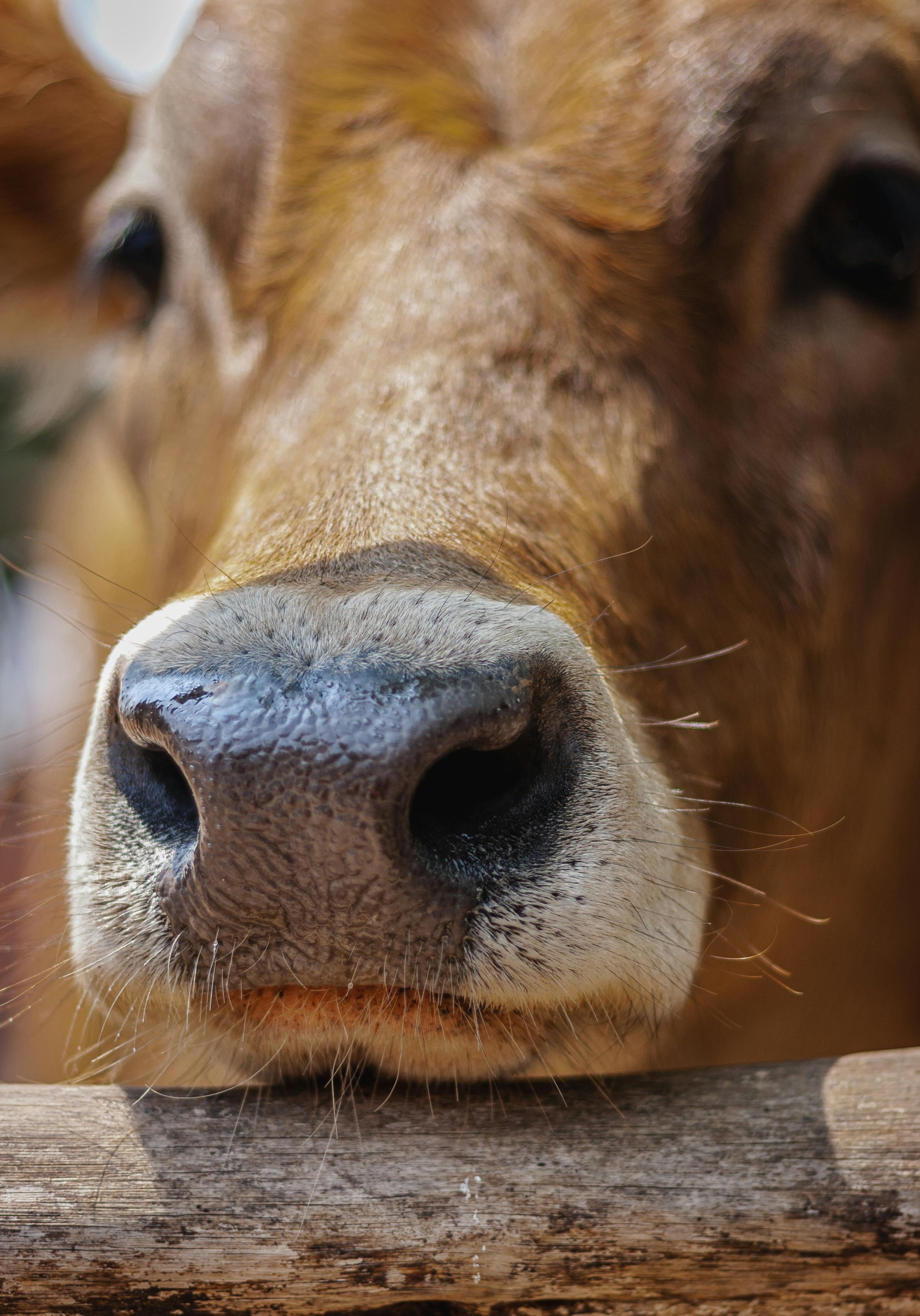 Close up of Cow Nose · Free Stock Photo