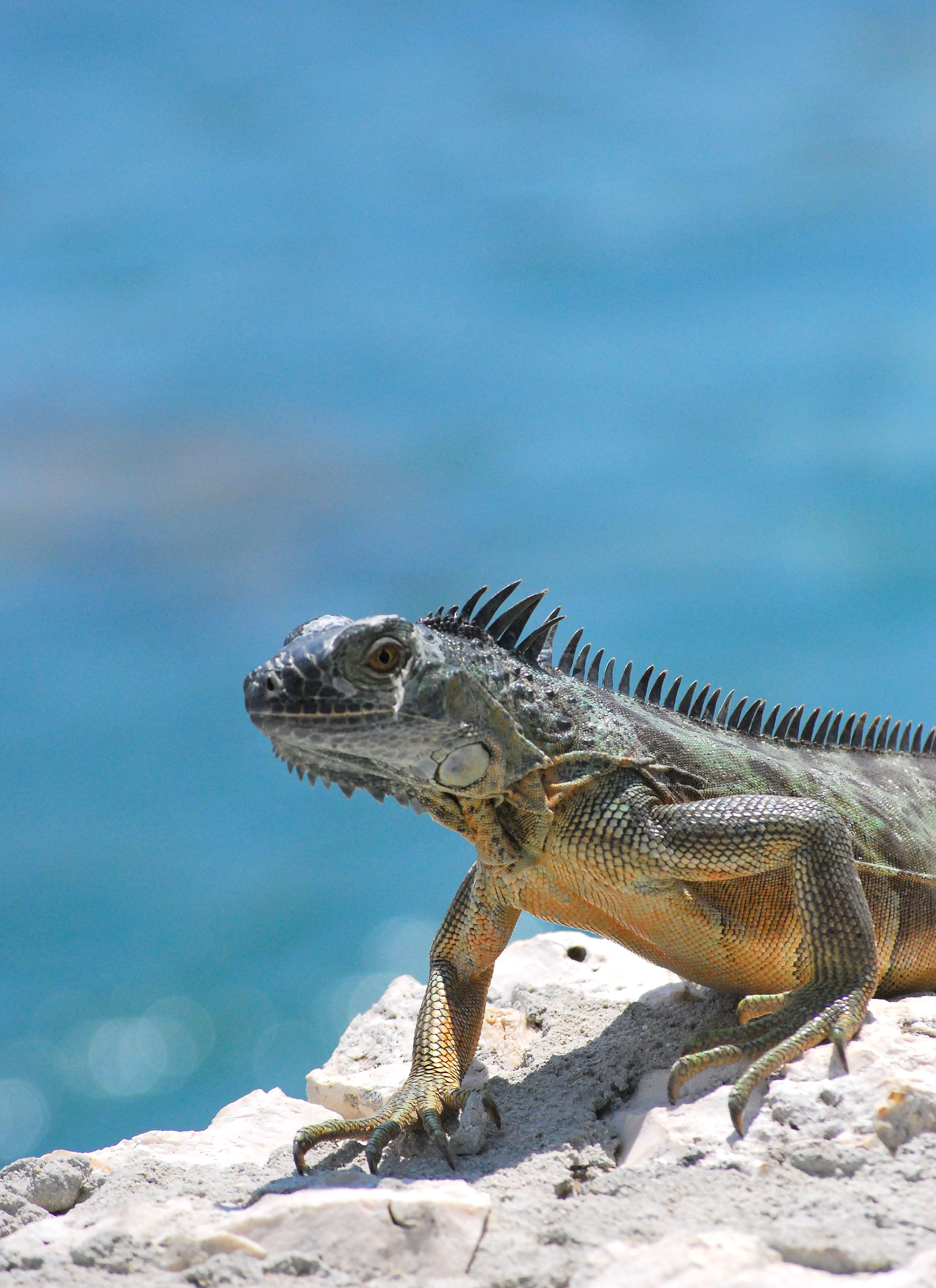 An Iguana on the Rock · Free Stock Photo