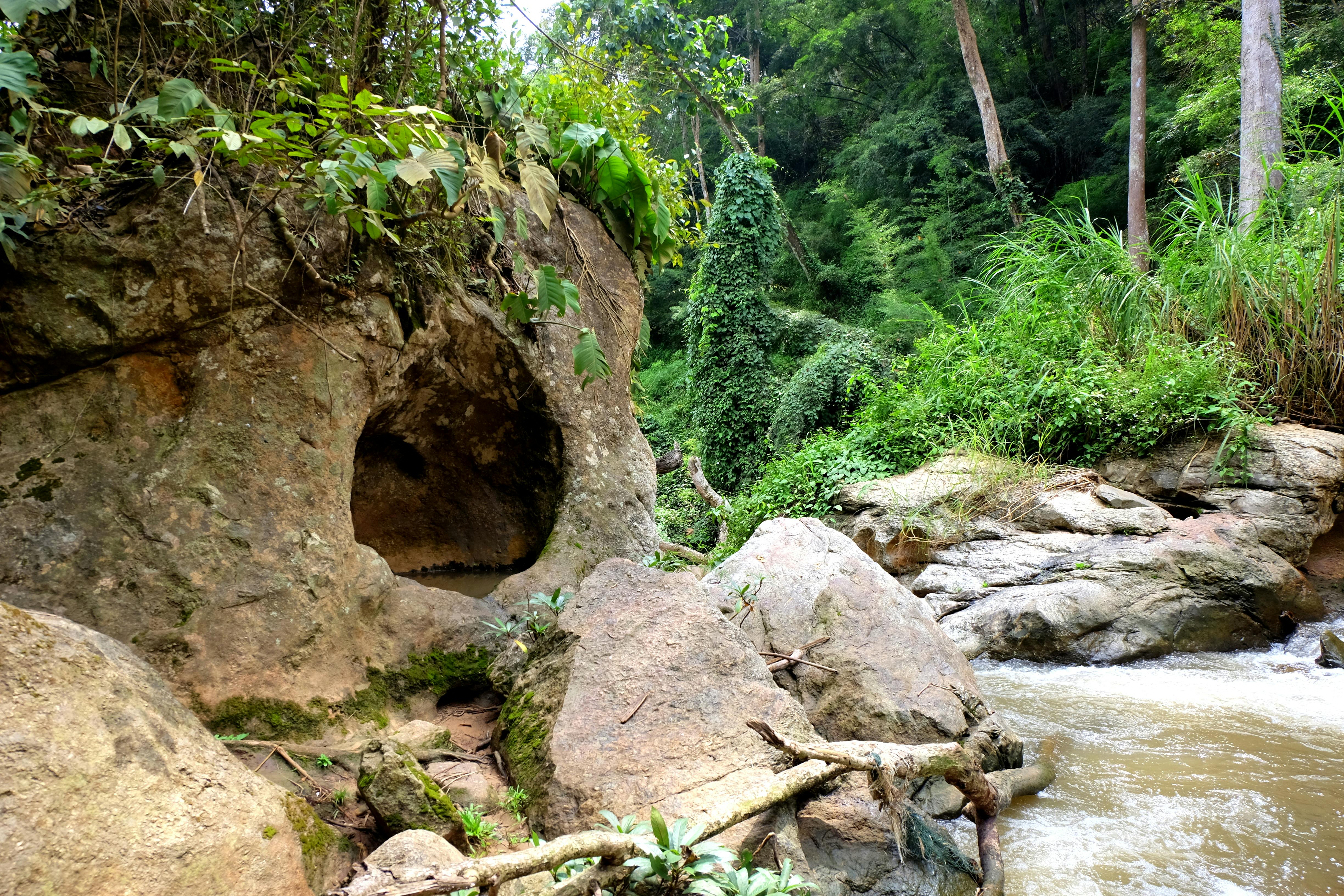 Free stock photo of cave, forest, green