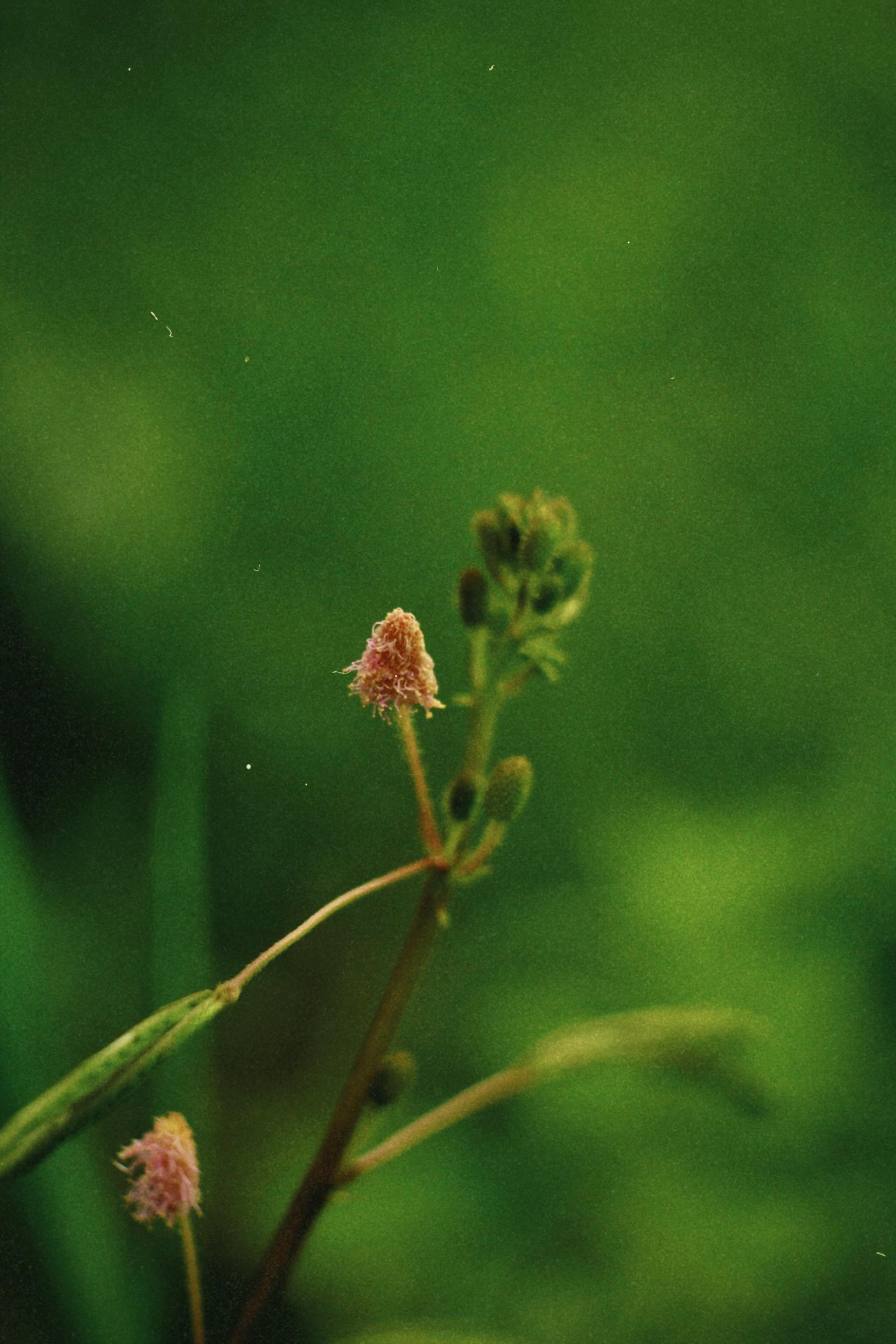 Hystar Blossom Photos, Download The BEST Free Hystar Blossom Stock ...