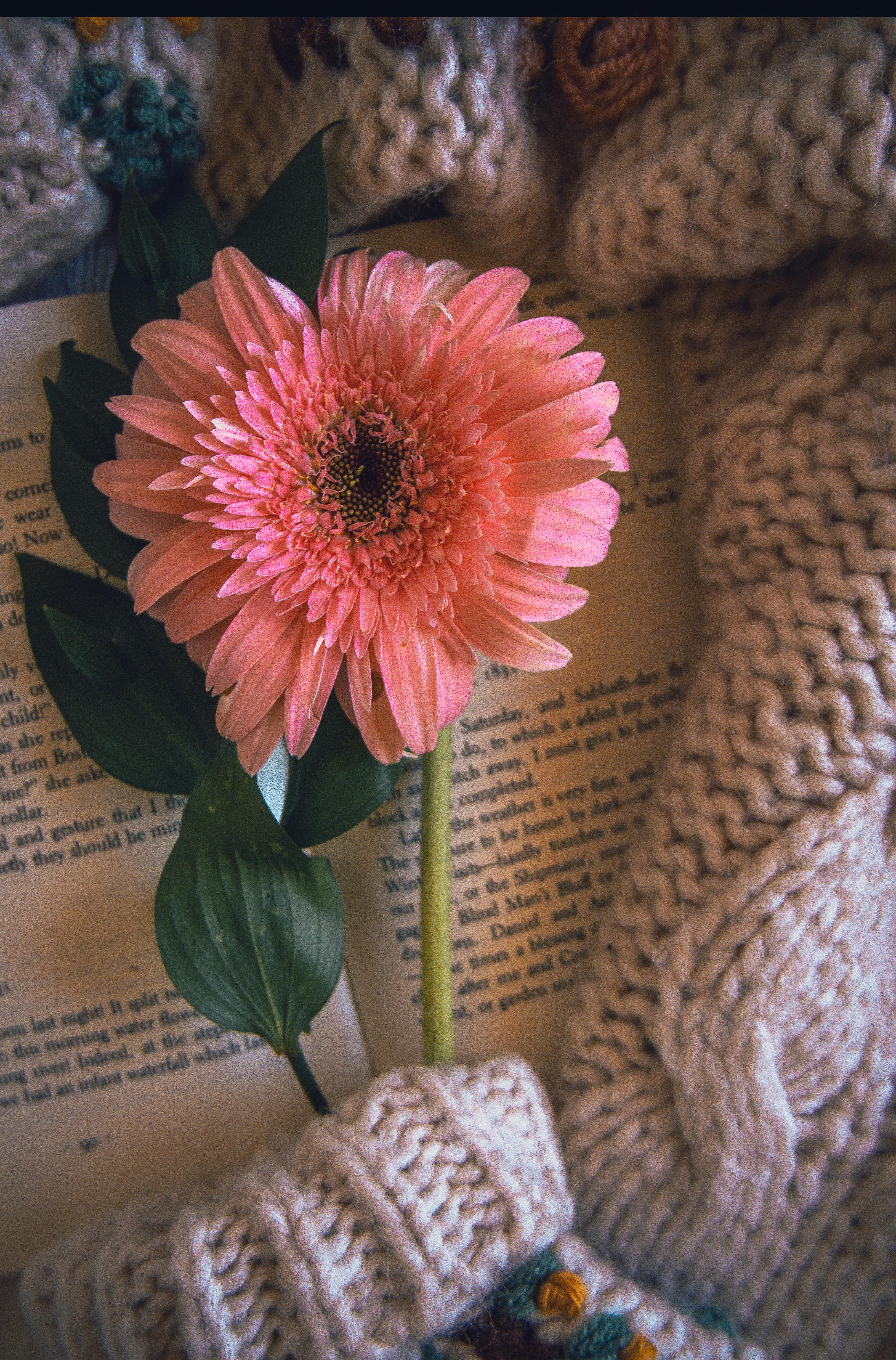 Composition with a Book, a Flower and a Beige Sweater · Free Stock Photo