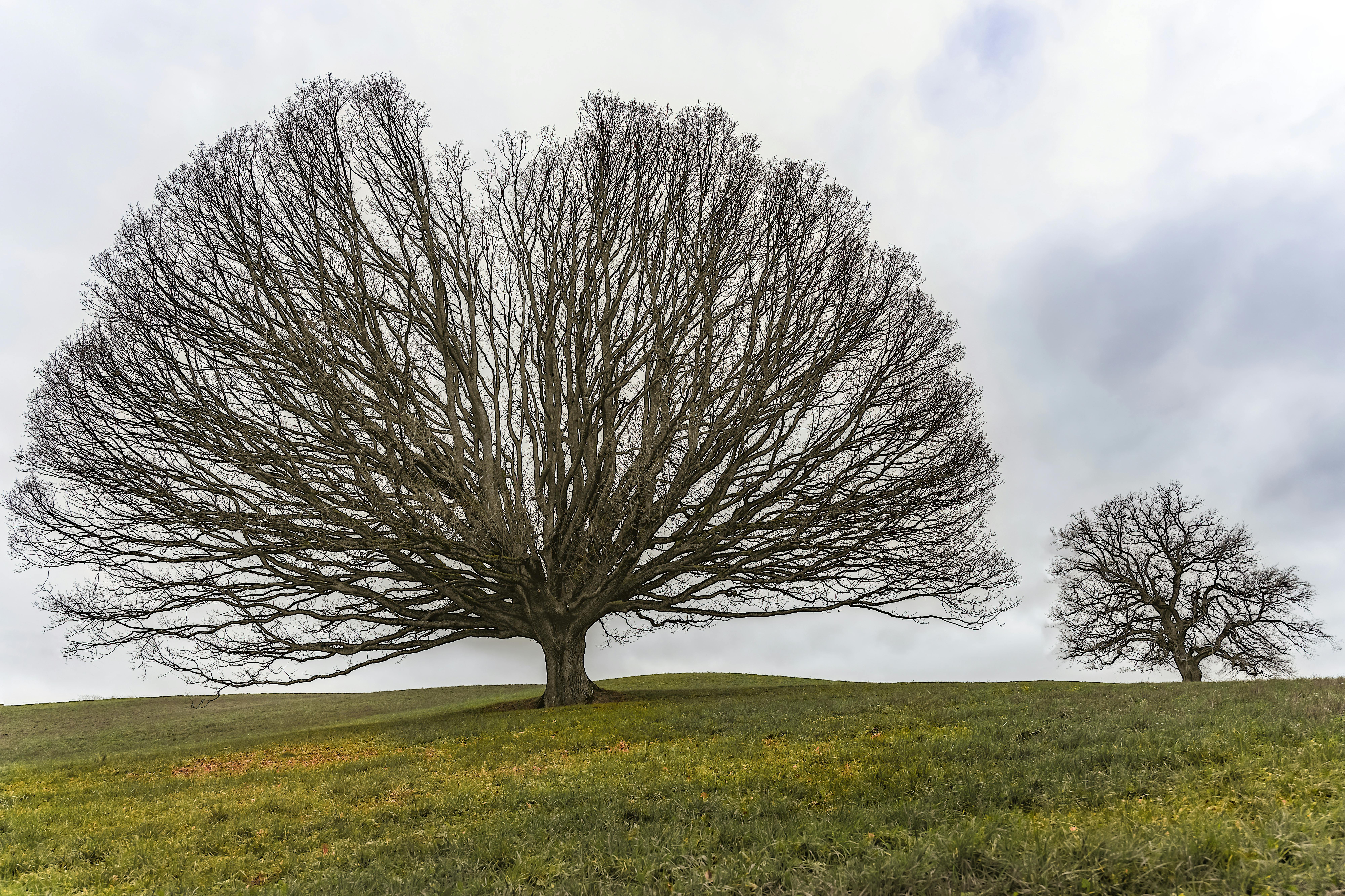 Leafless Trees on Green Grass Field · Free Stock Photo