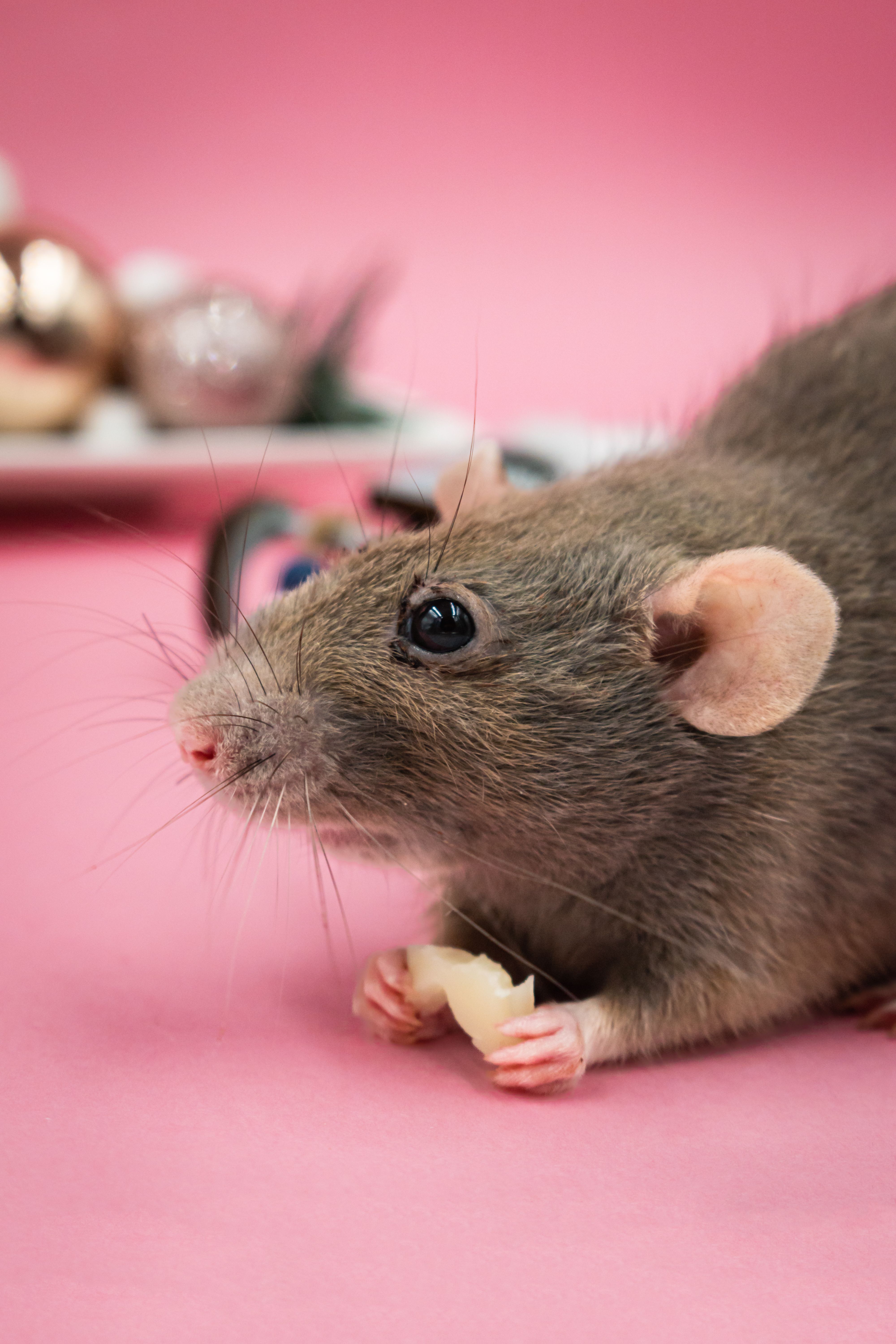 Ratatouille Rat Photos, Download The BEST Free Ratatouille Rat Stock ...