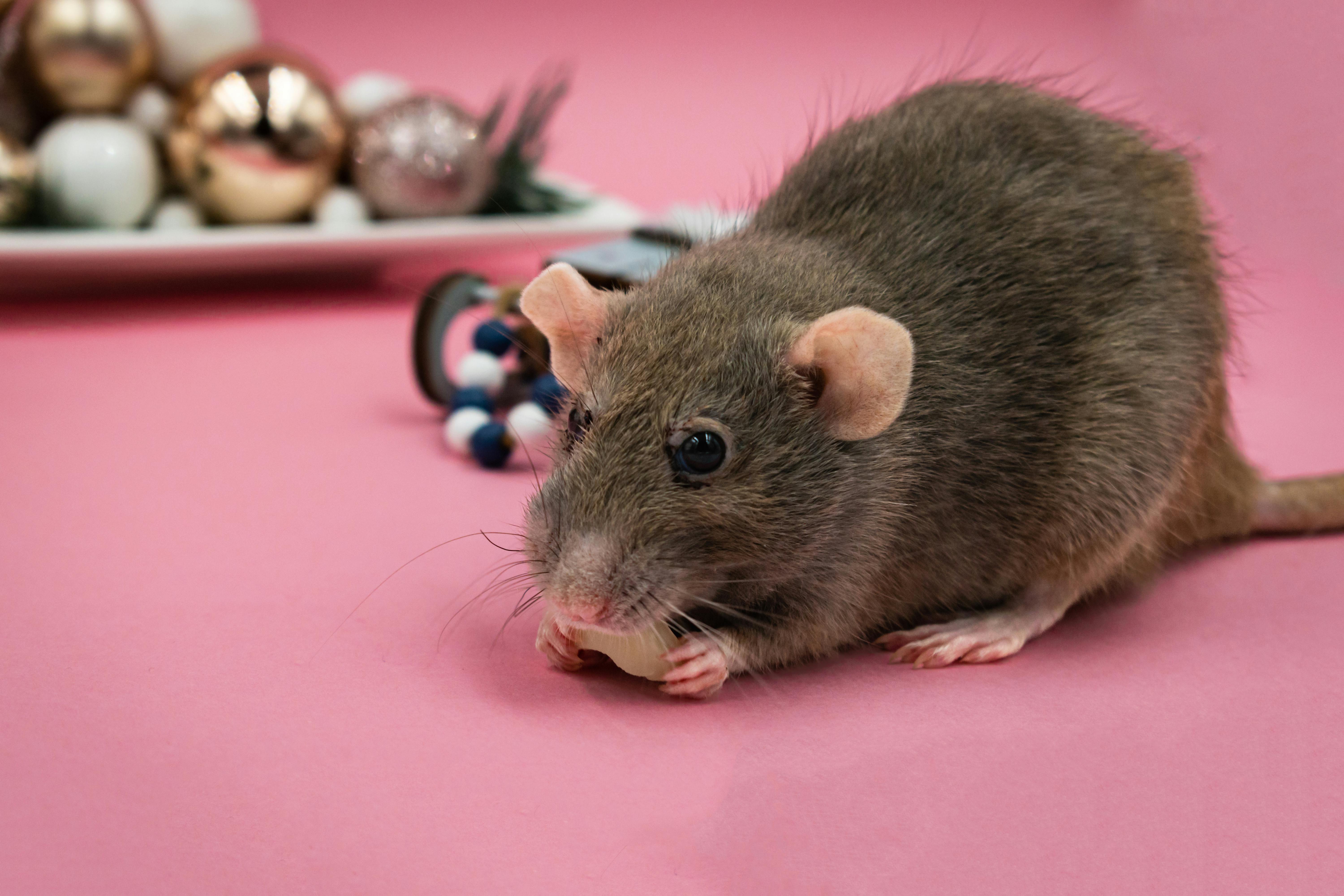 Brown Rat Eating Food · Free Stock Photo