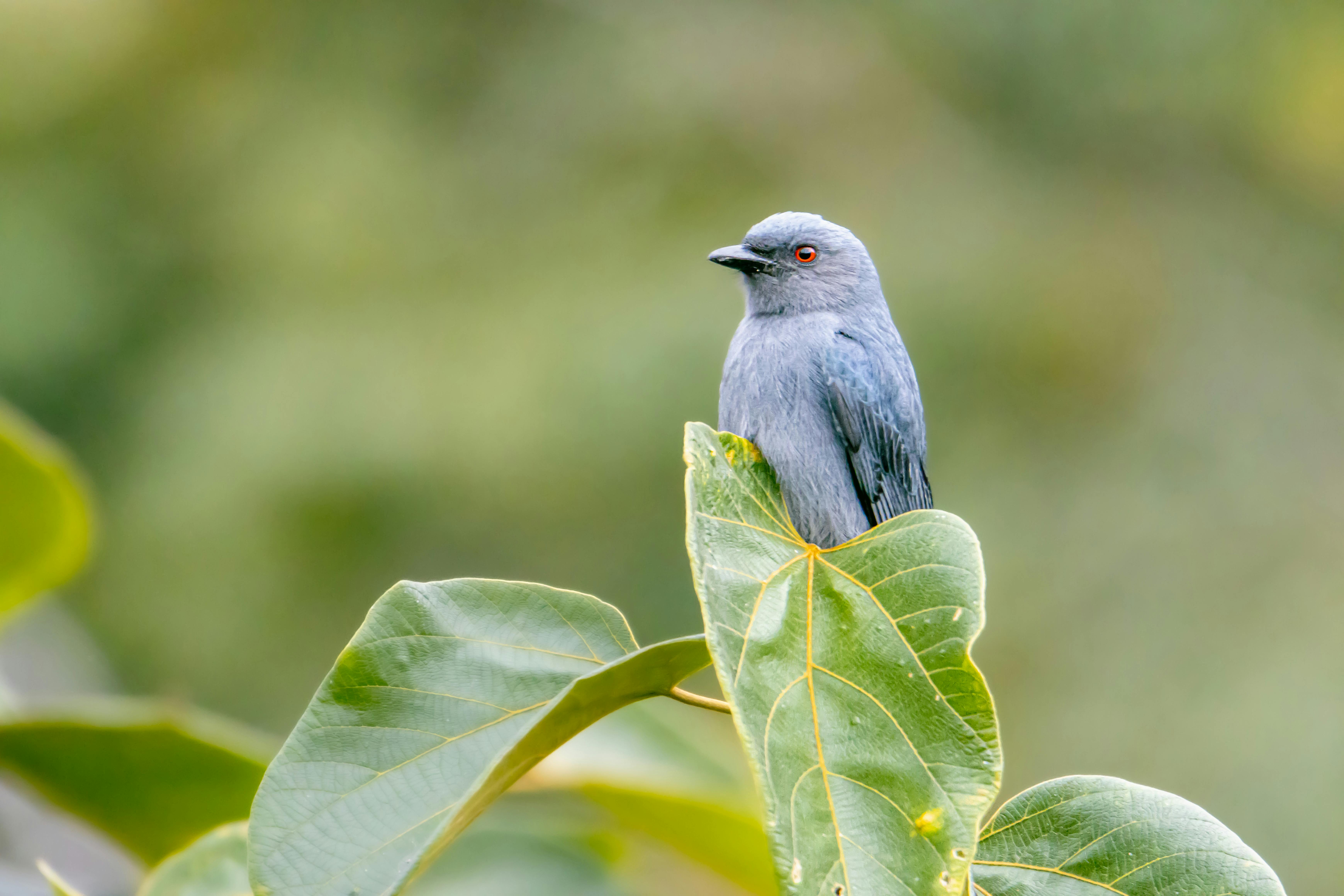 An Ashy Drongo Bird Perched on Green Leaf · Free Stock Photo