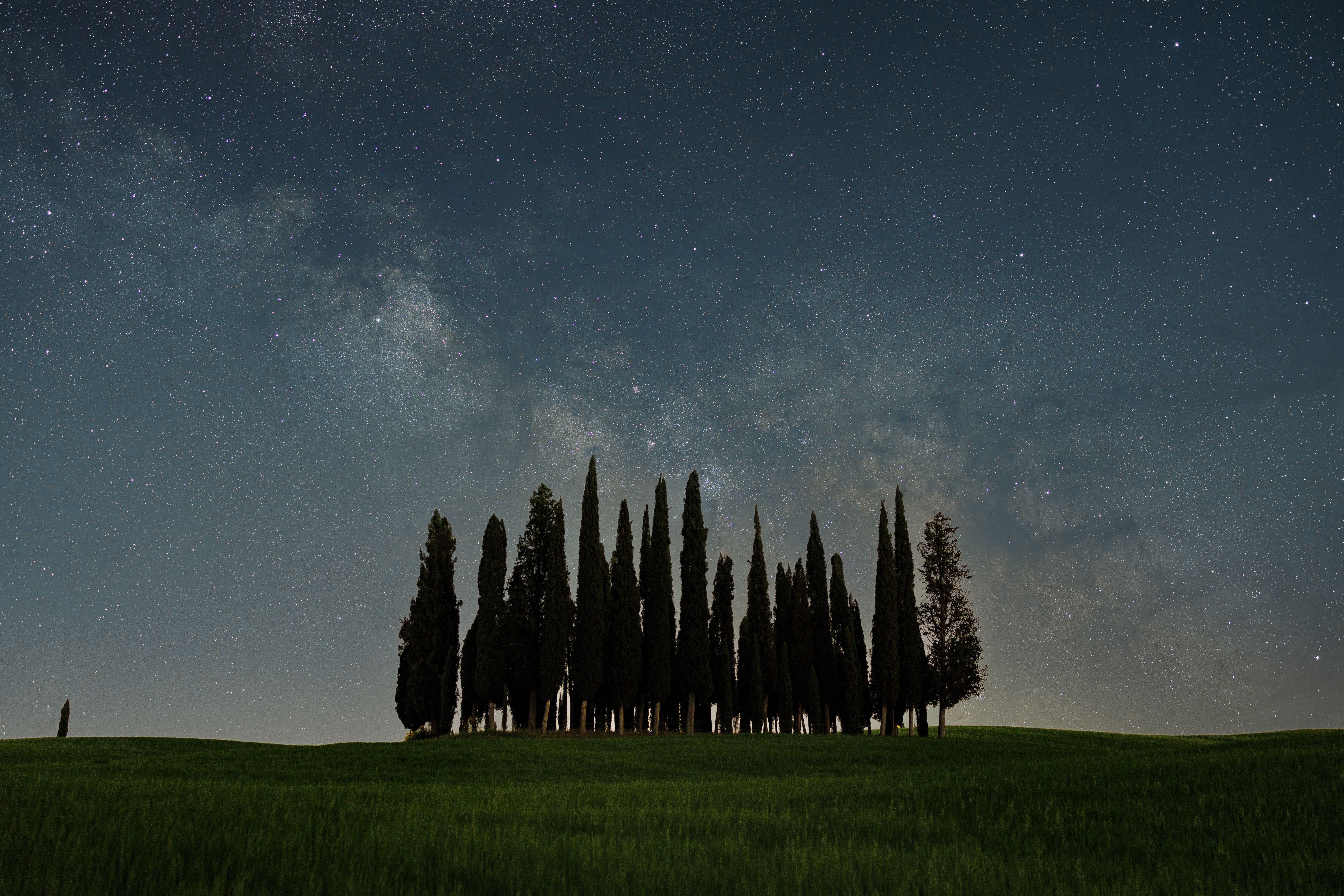 Trees in a Field under a Night Sky · Free Stock Photo