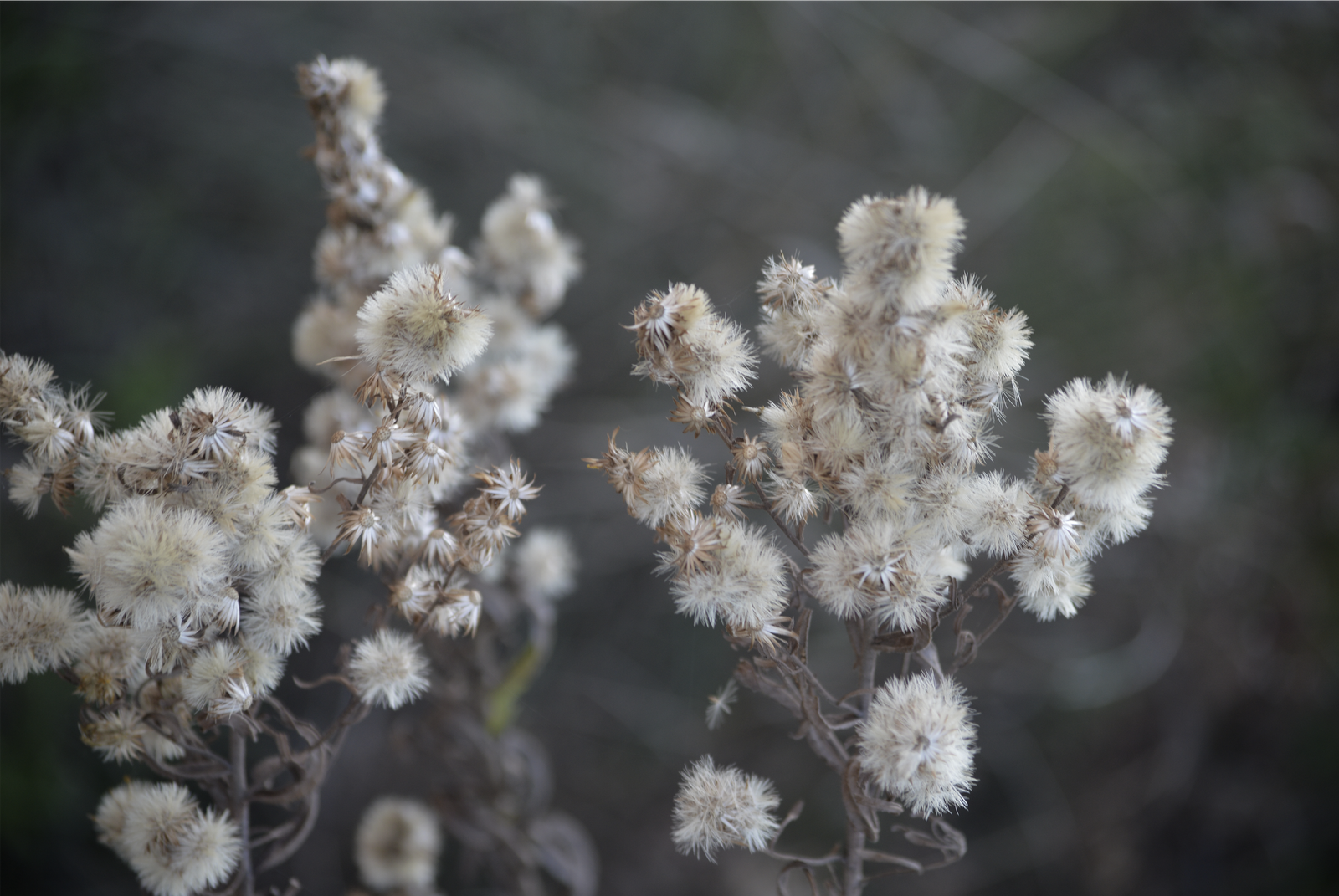 White Dried Flowers Photos, Download The BEST Free White Dried Flowers ...