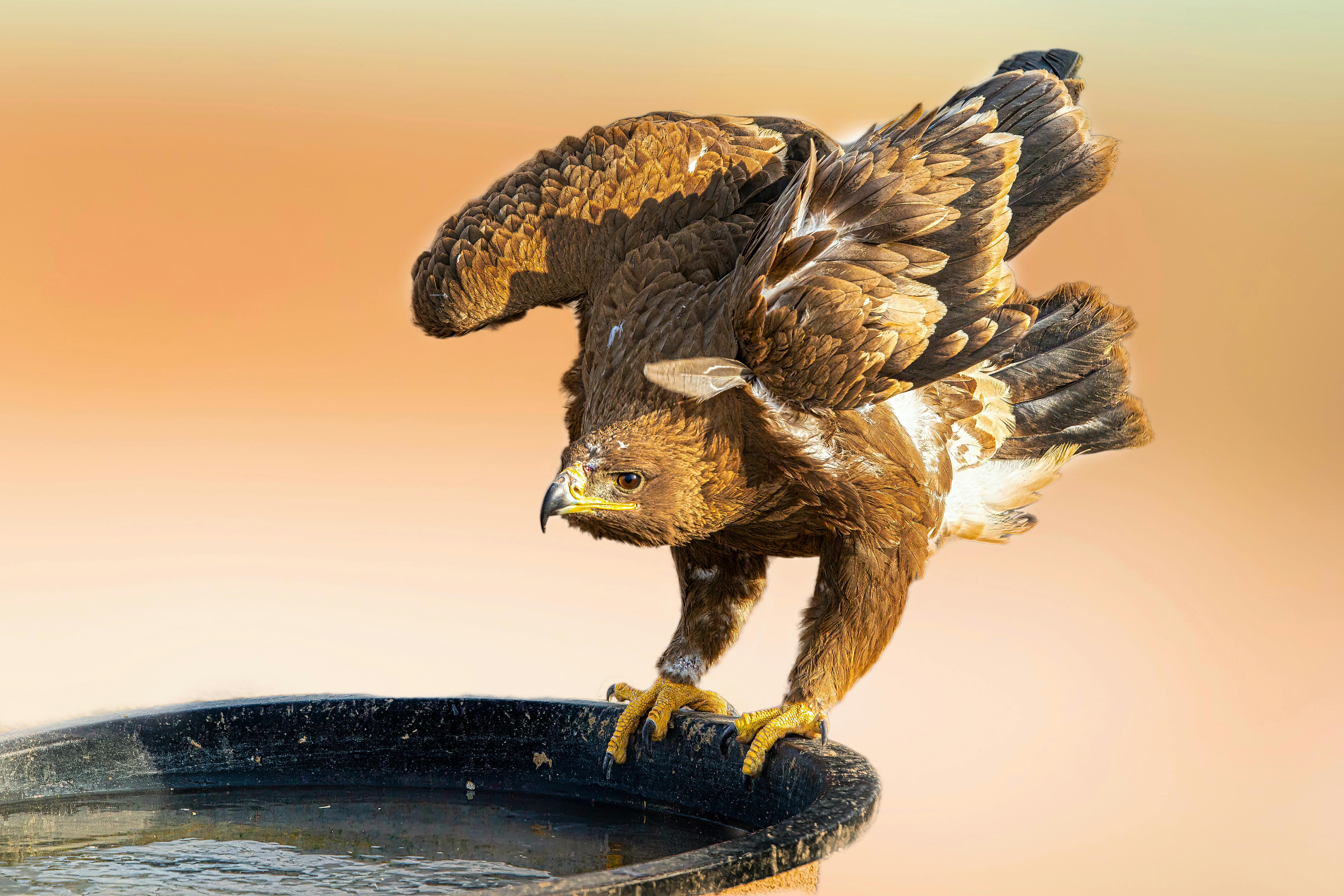 Eagle Drinking Photos, Download The BEST Free Eagle Drinking Stock Photos & HD Images