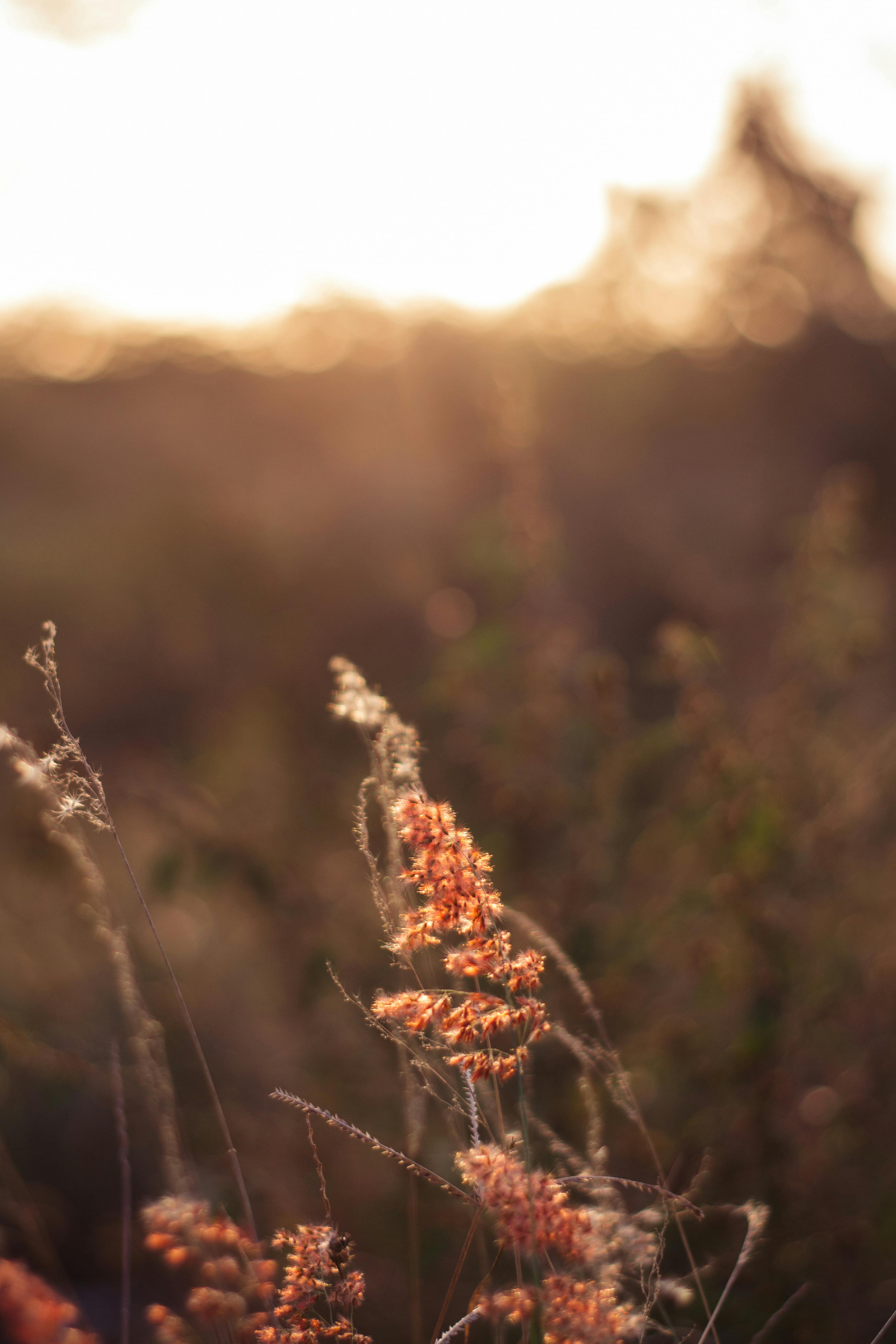 Sunlight over Thin Grasses · Free Stock Photo