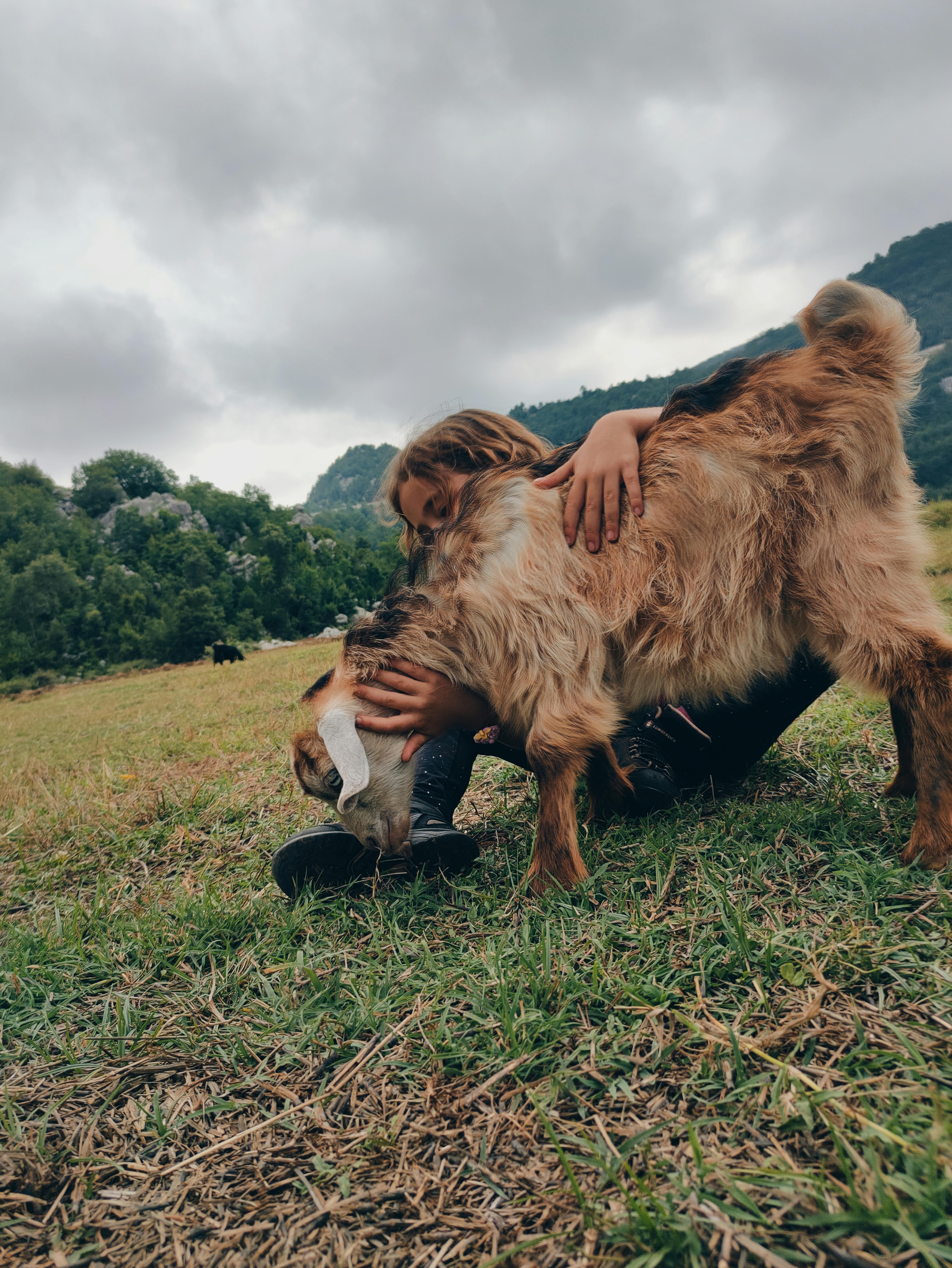 Child Hugging Goat in Mountains Landscape · Free Stock Photo