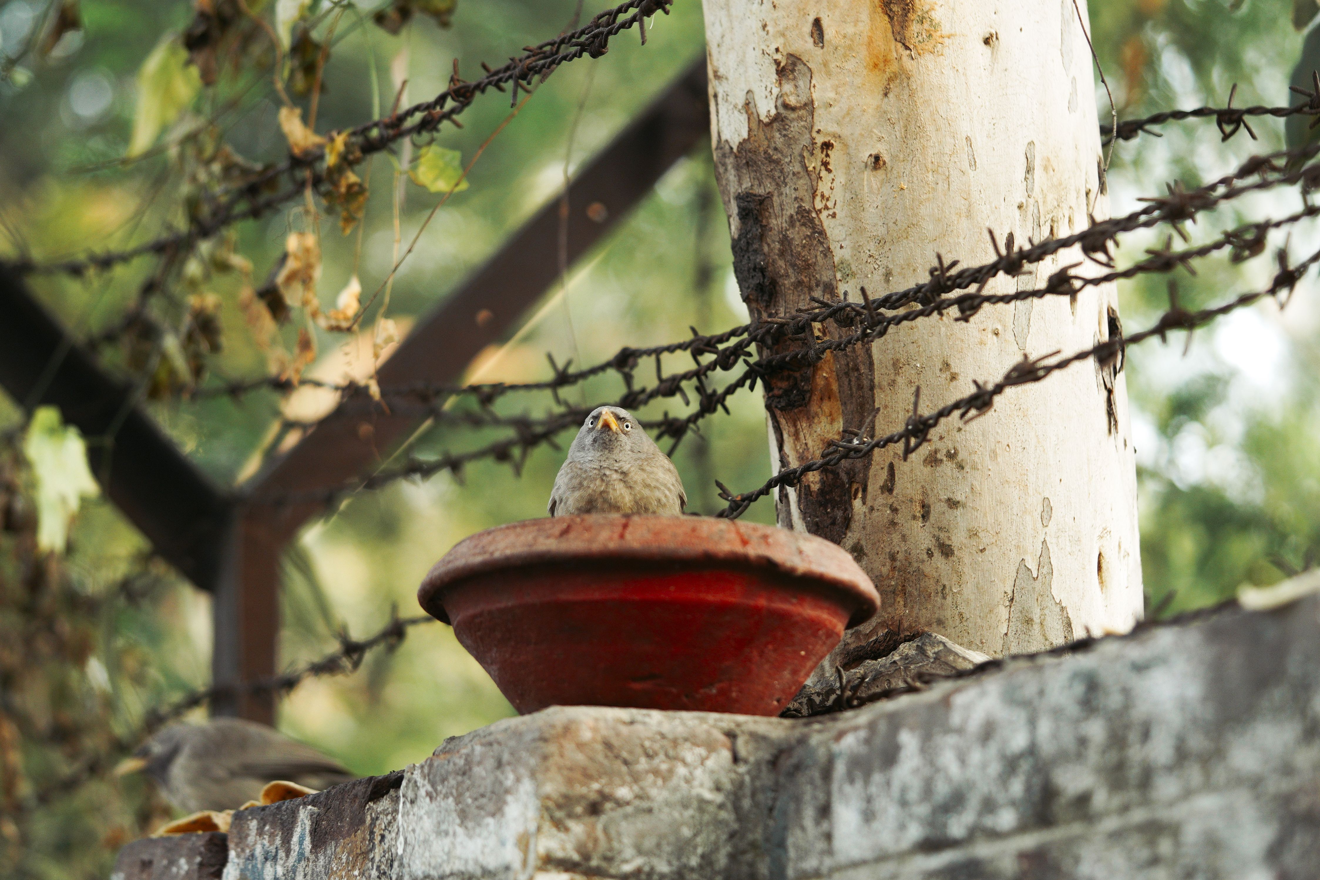 Bird Perched on Red Clay Pot · Free Stock Photo