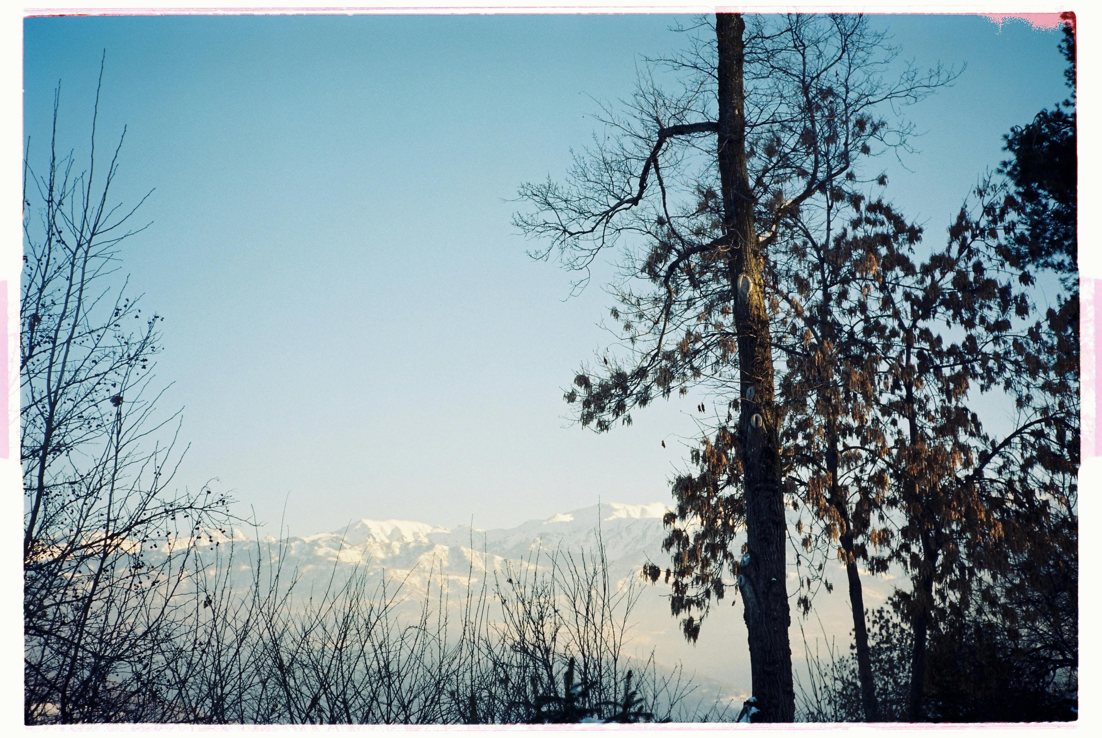 Trees Growing on Hill in Mountains Landscape · Free Stock Photo