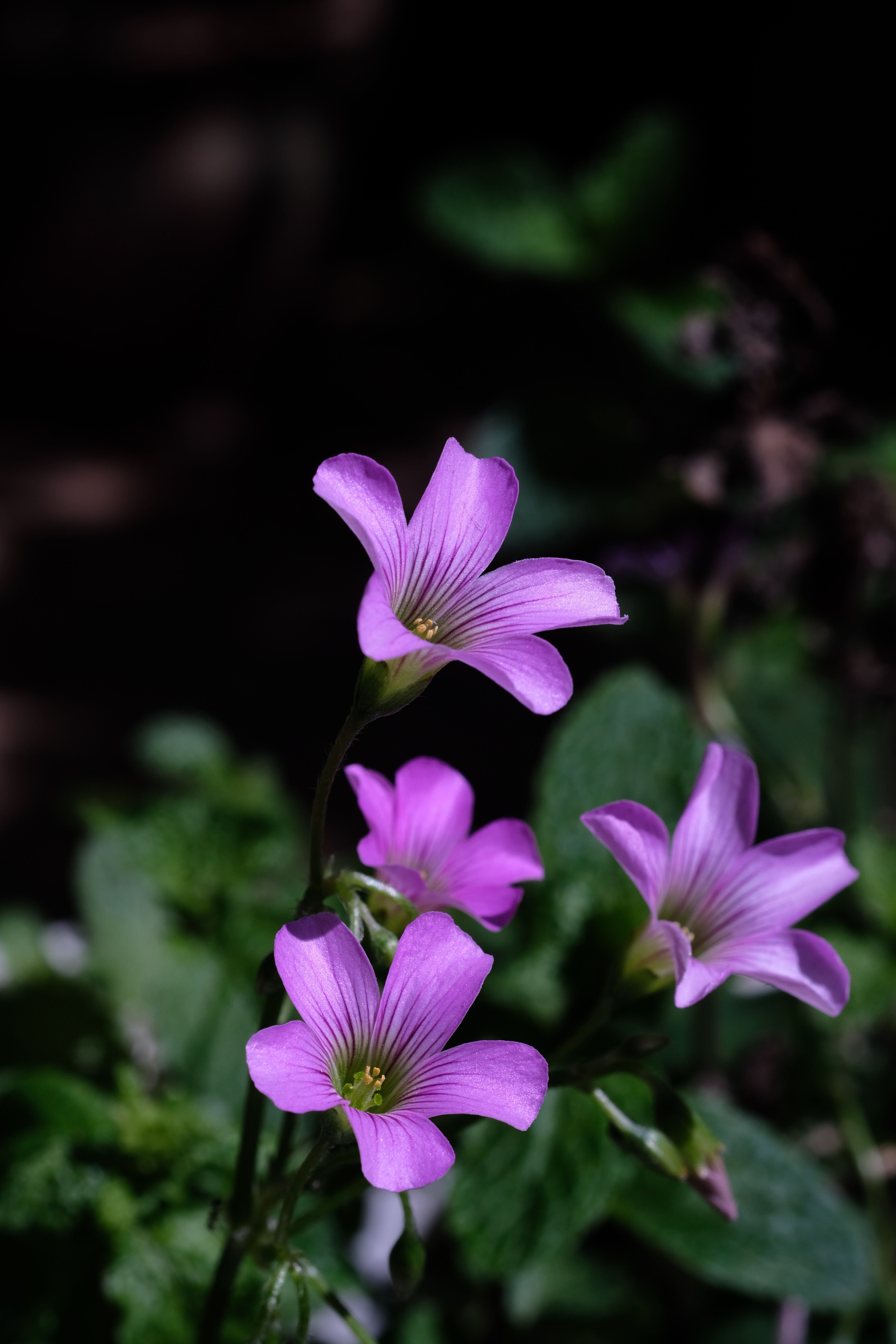 Close up of Flowers · Free Stock Photo