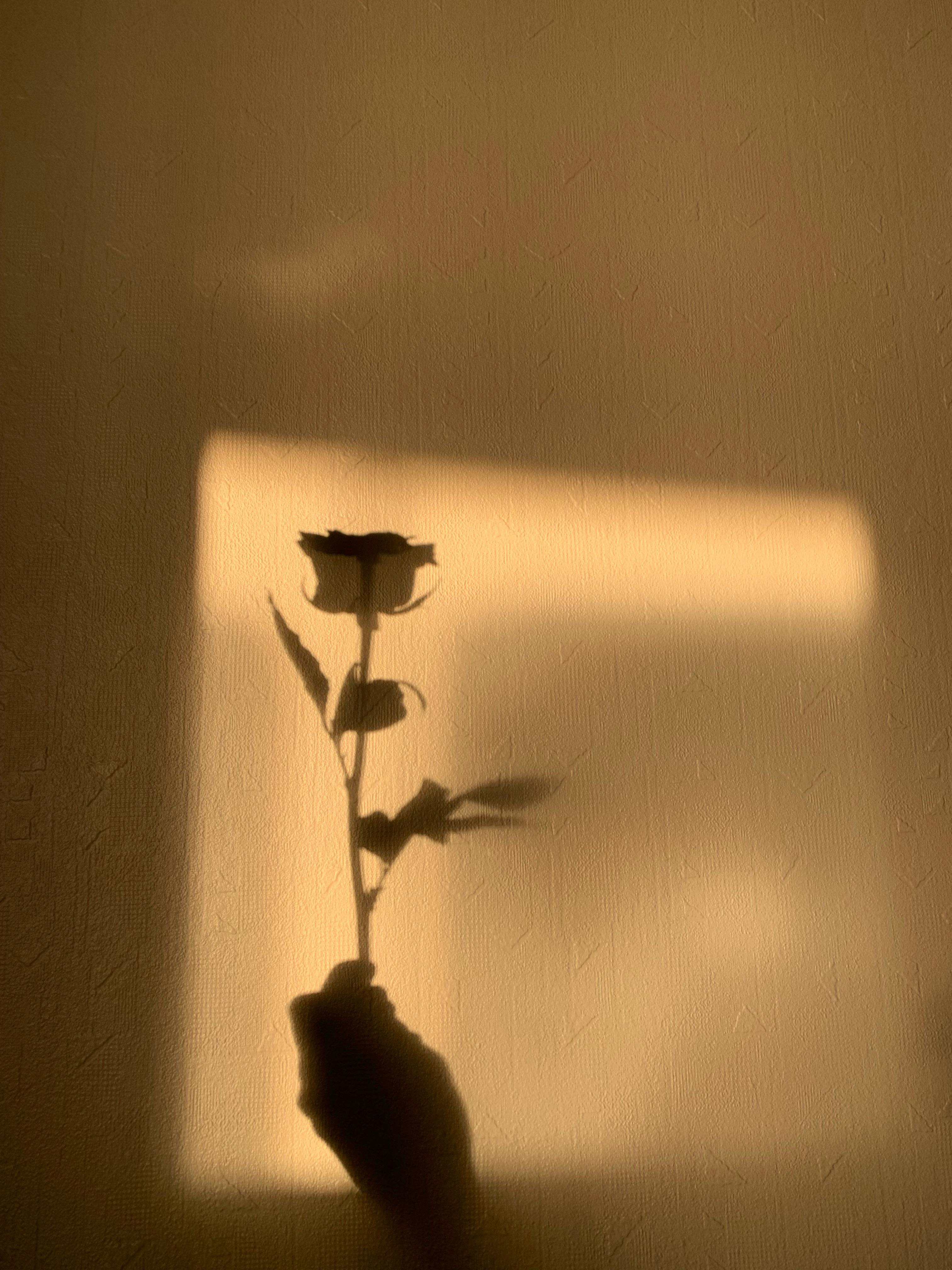 Shadow of Hand Holding Rose · Free Stock Photo