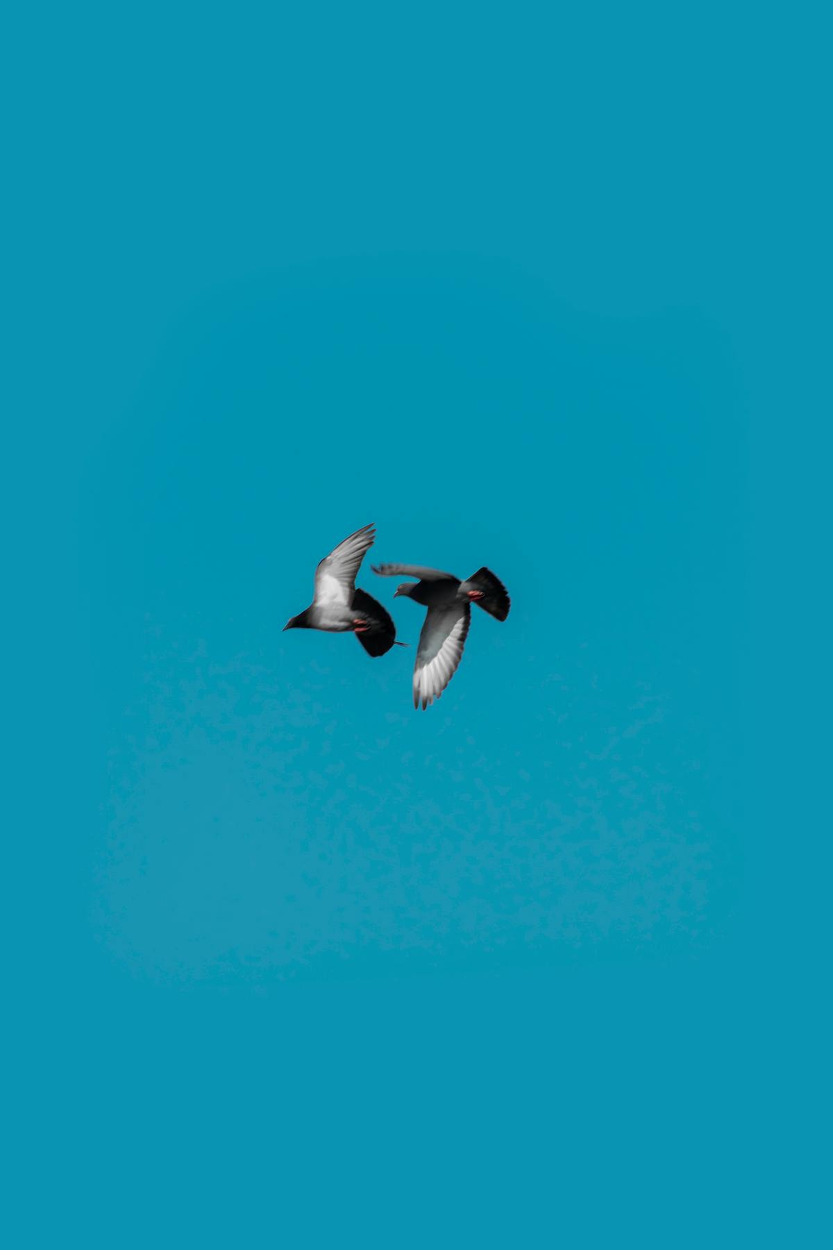 All Birds Photos, Download The BEST Free All Birds Stock Photos & HD Images