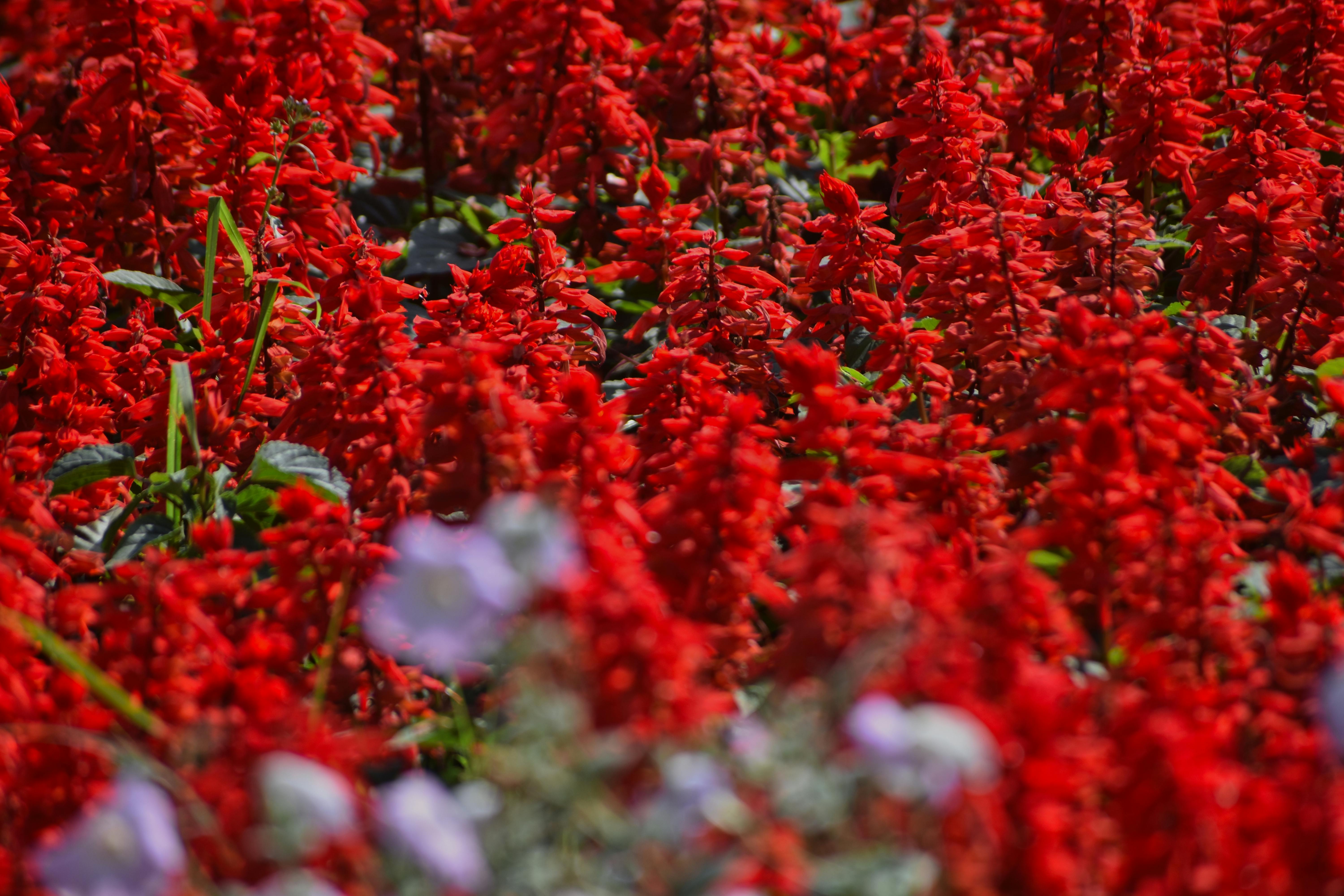 Close up of Flowers · Free Stock Photo