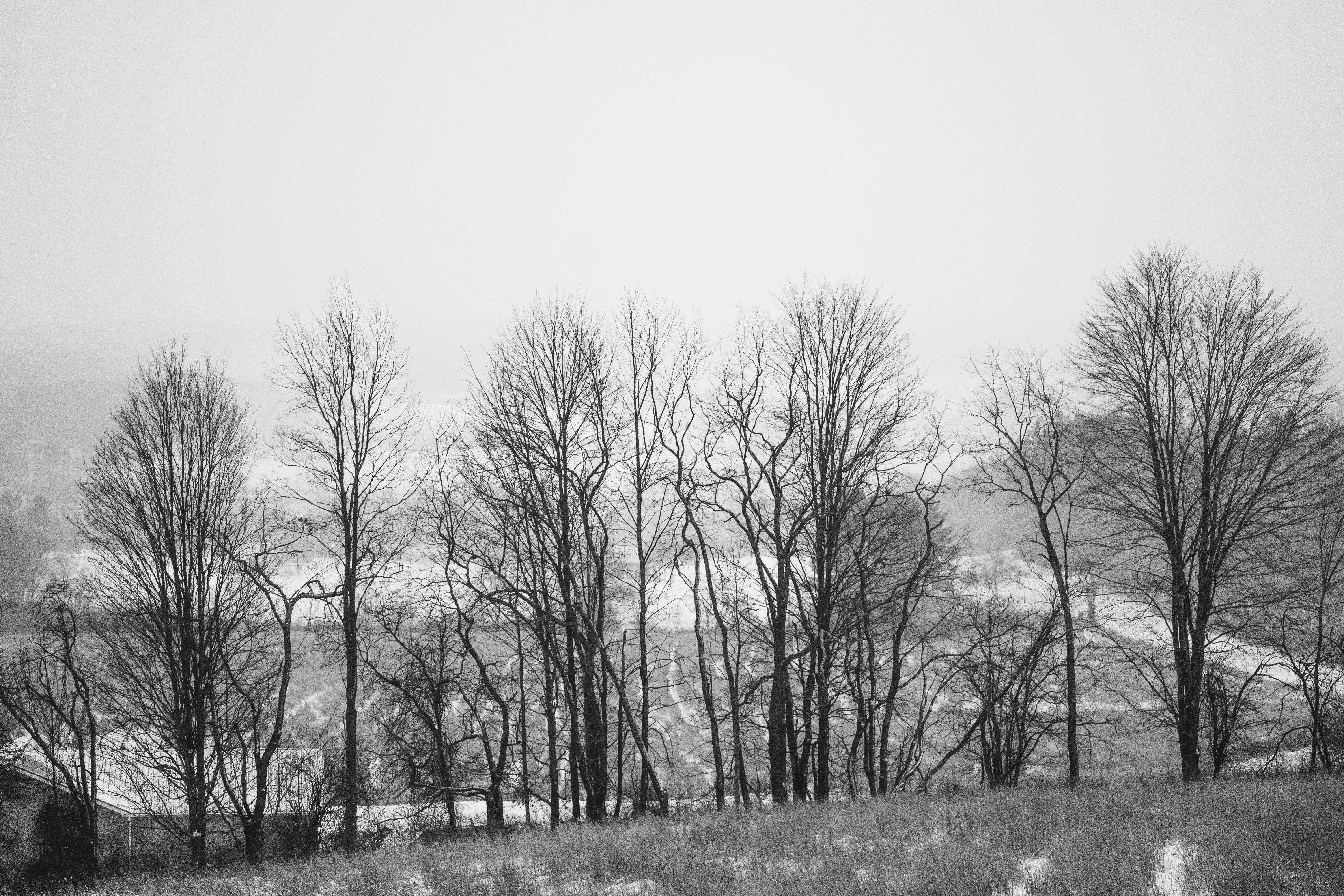 Trees In Grayscale Photography · Free Stock Photo