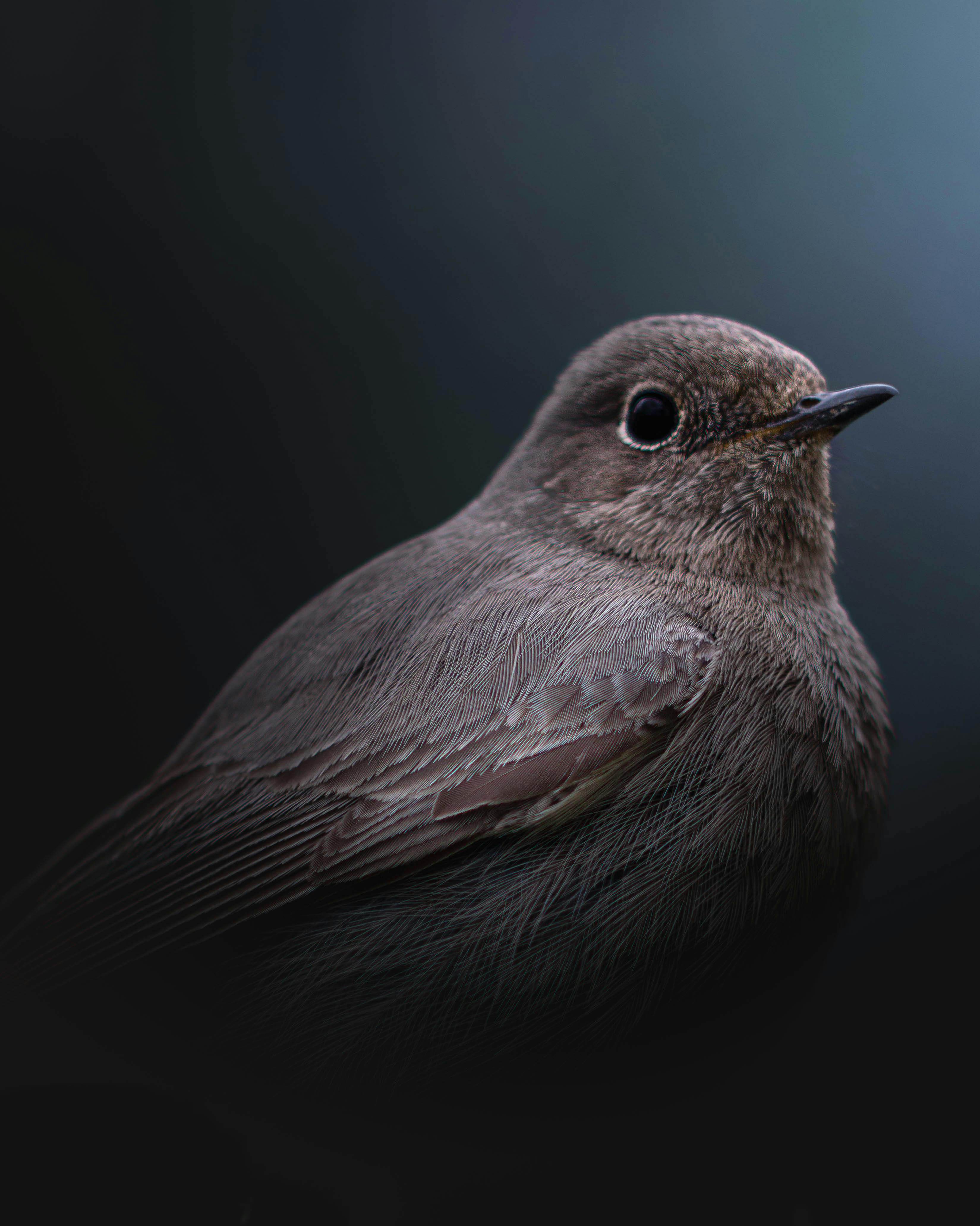 Bird Layout Photos, Download The BEST Free Bird Layout Stock Photos ...