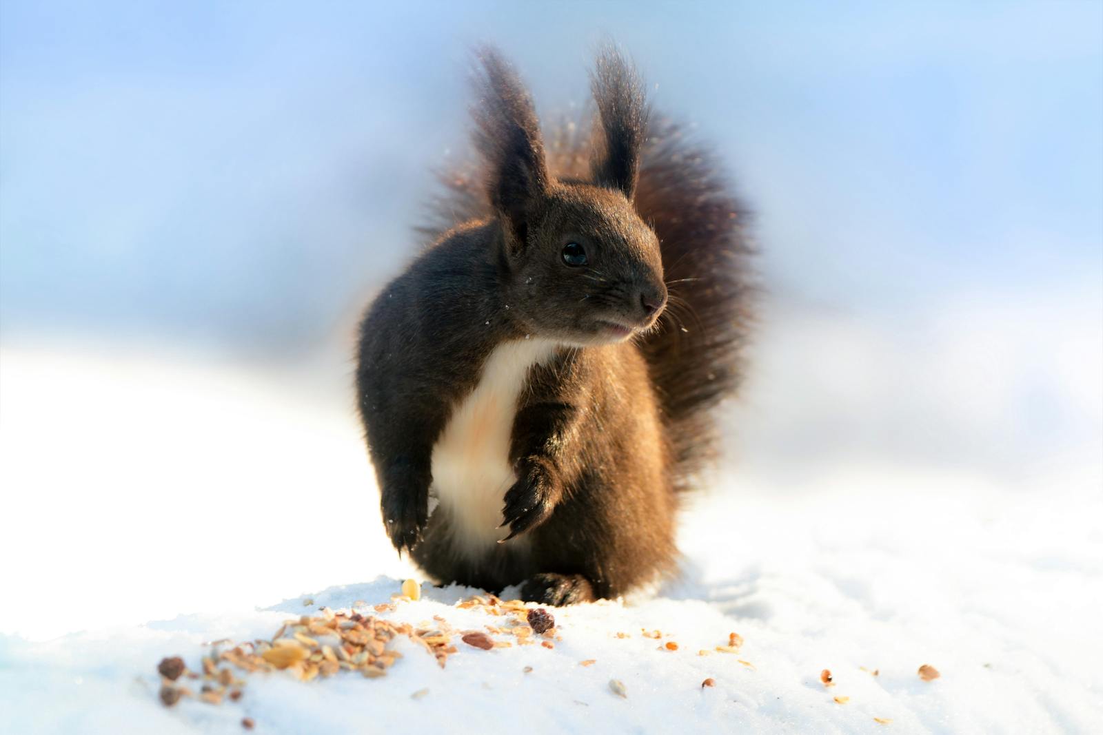Squirrel In Snow Photos, Download The BEST Free Squirrel In Snow Stock ...