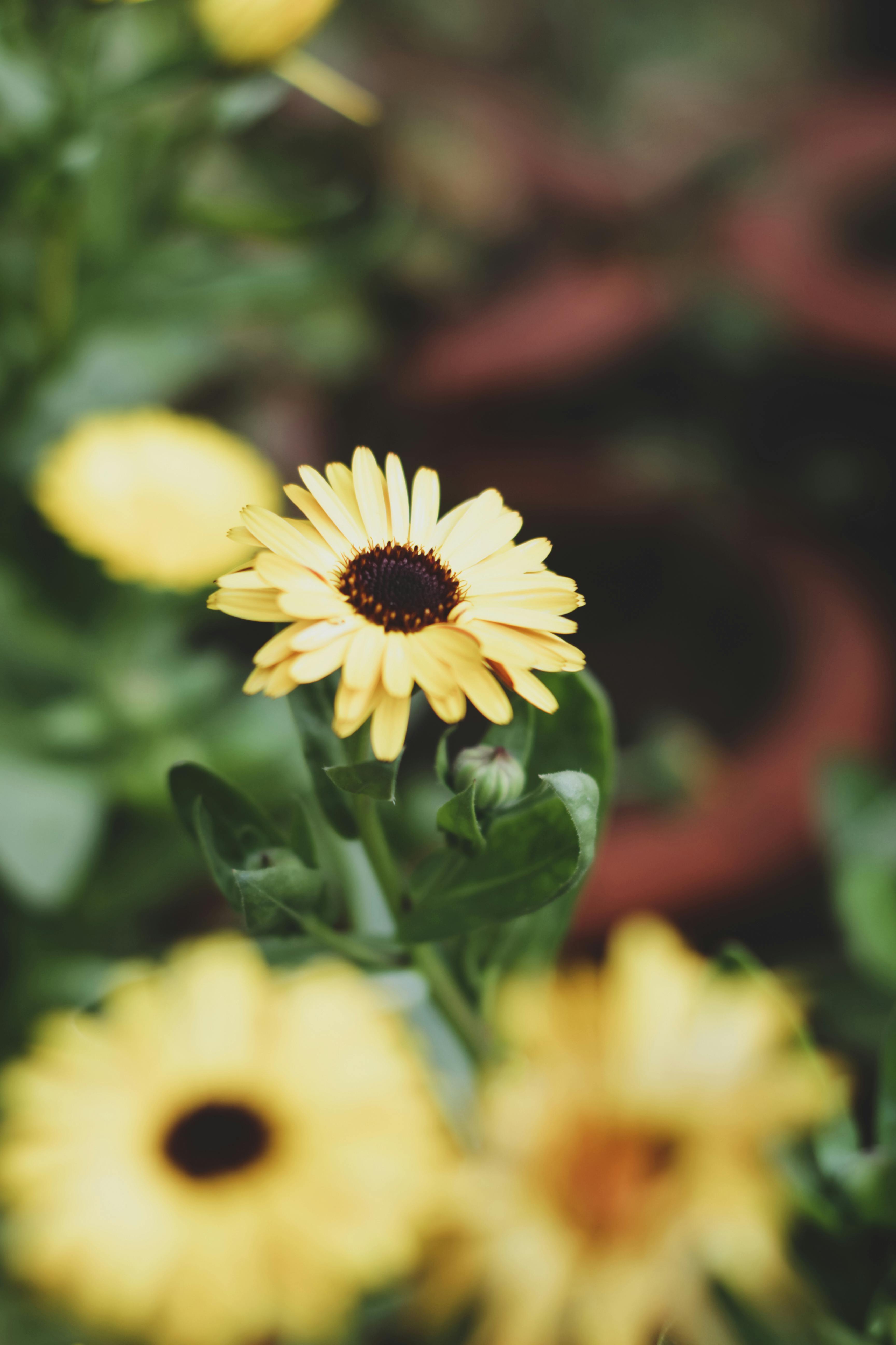 Yellow Nature Photos, Download The BEST Free Yellow Nature Stock Photos ...