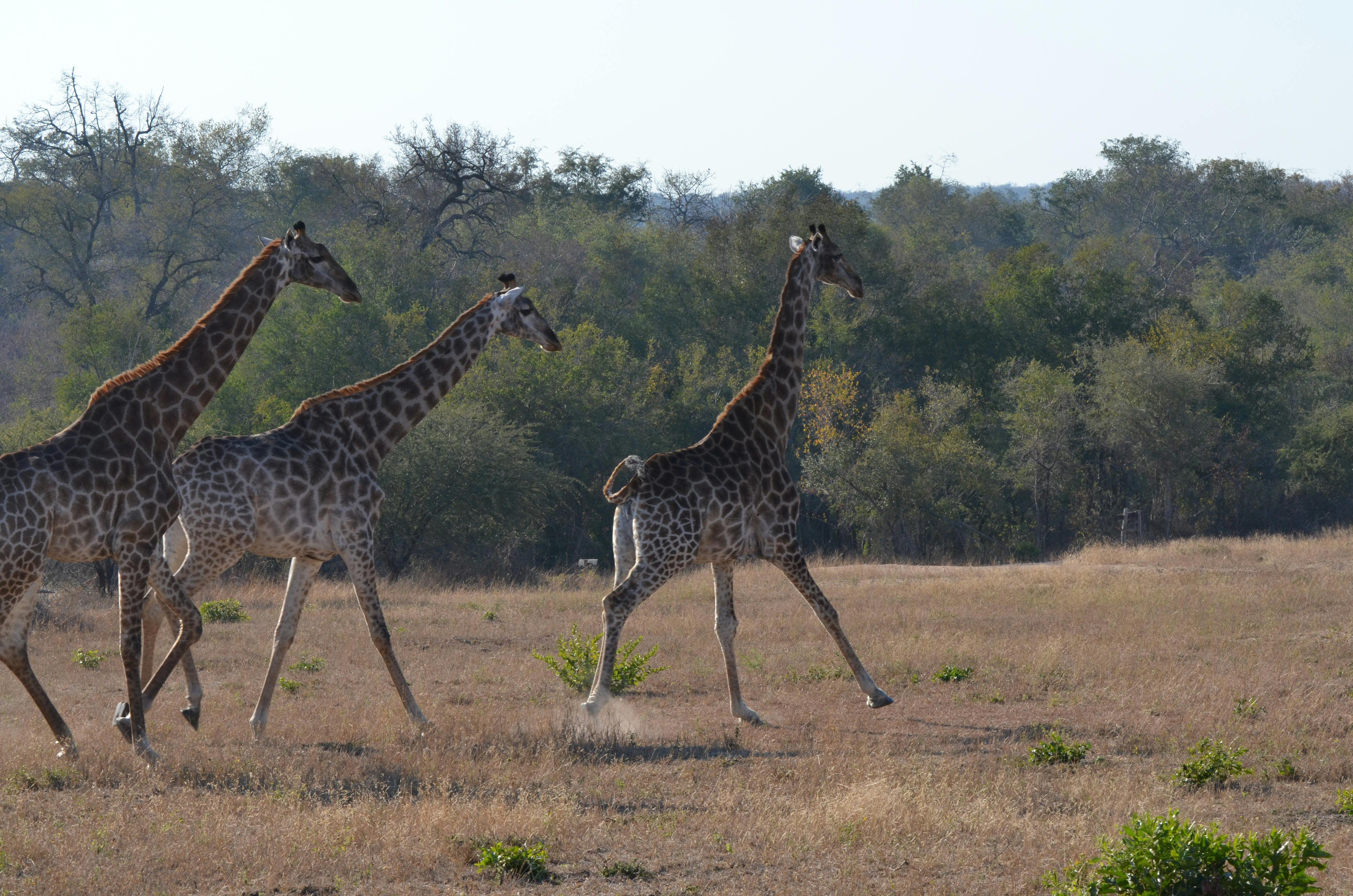 Foto de stock gratuita sobre al aire libre, fotos de animales ...