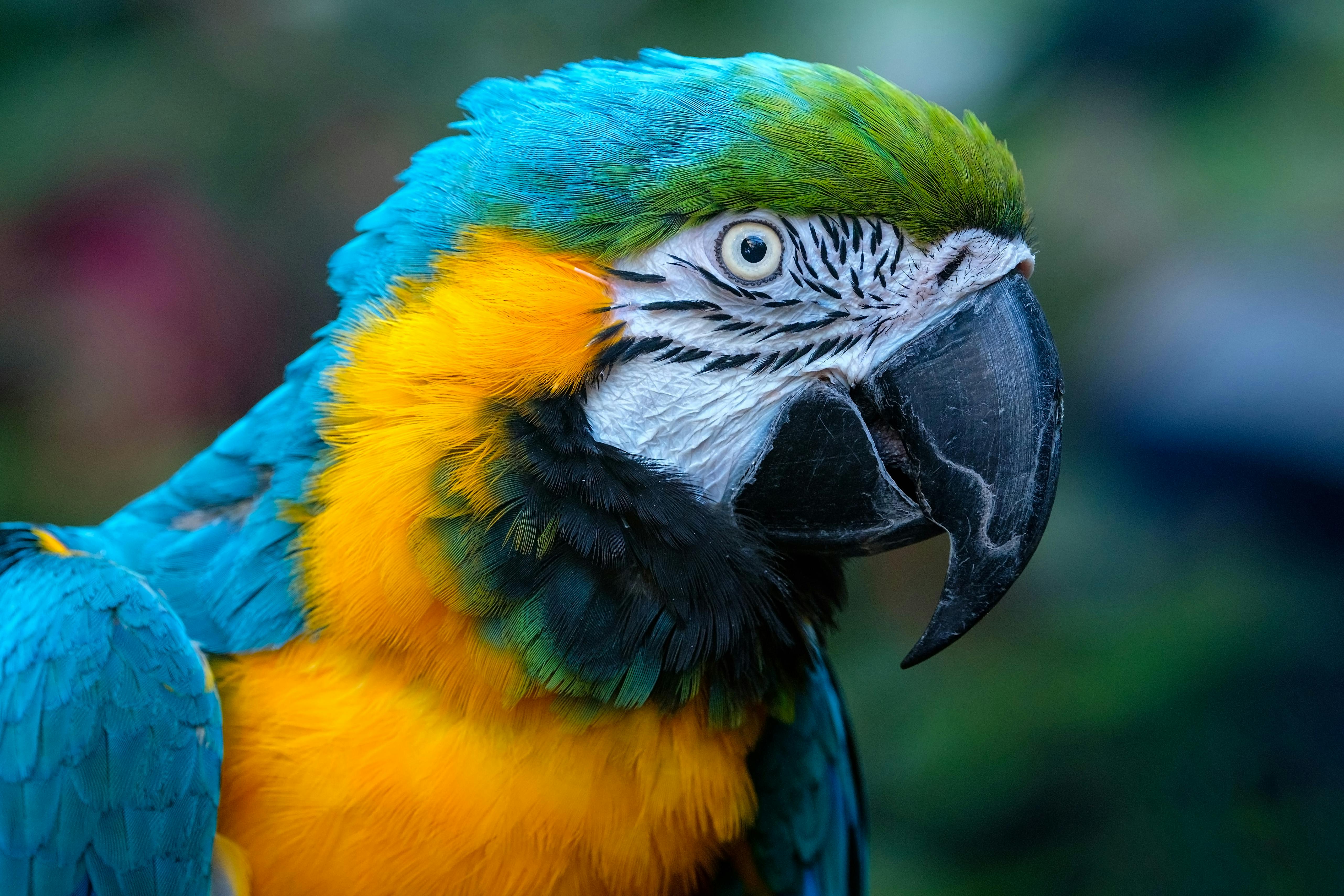 Parrot in Close Up Photography · Free Stock Photo