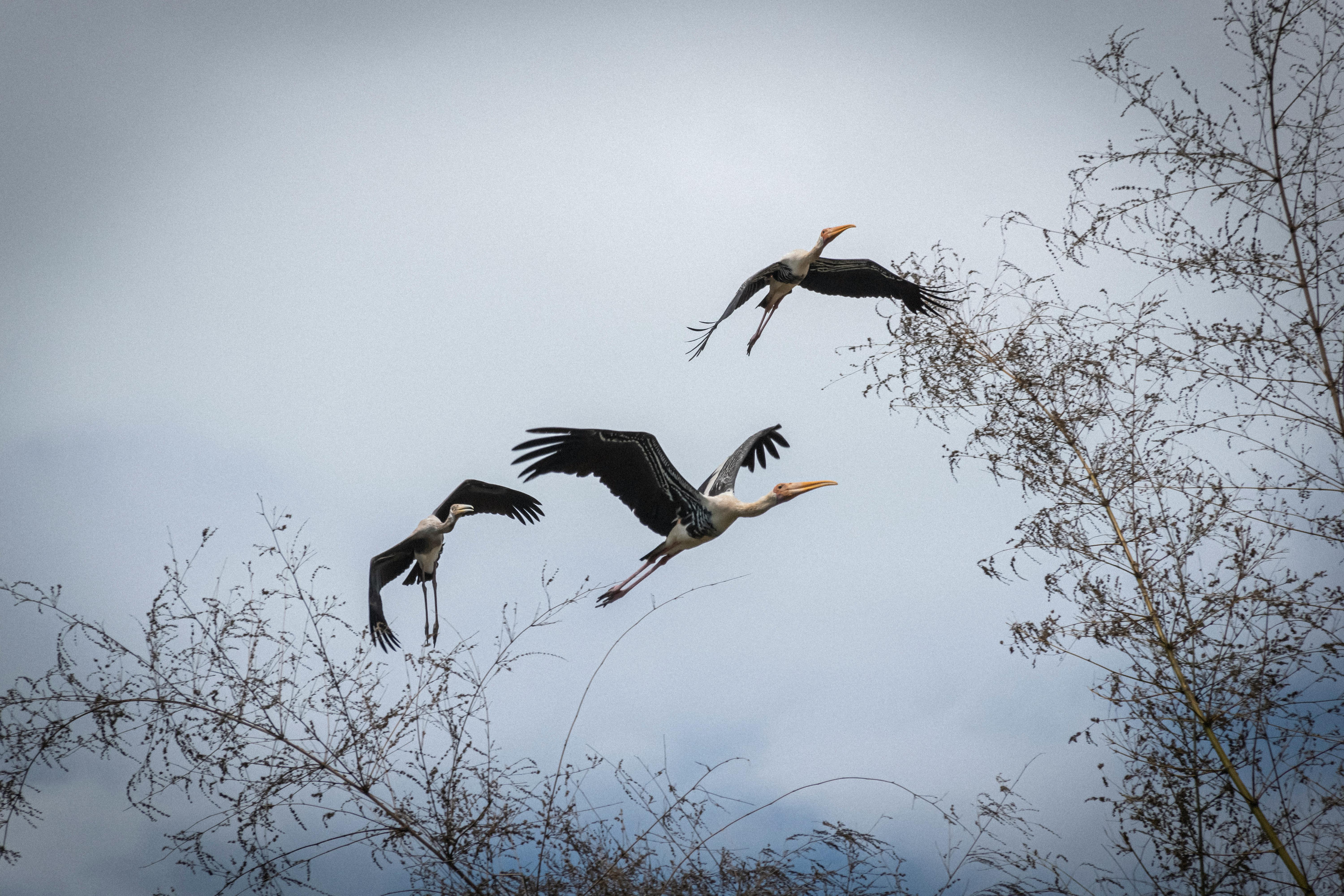 Painted Storks Flying Under Gray Sky · Free Stock Photo