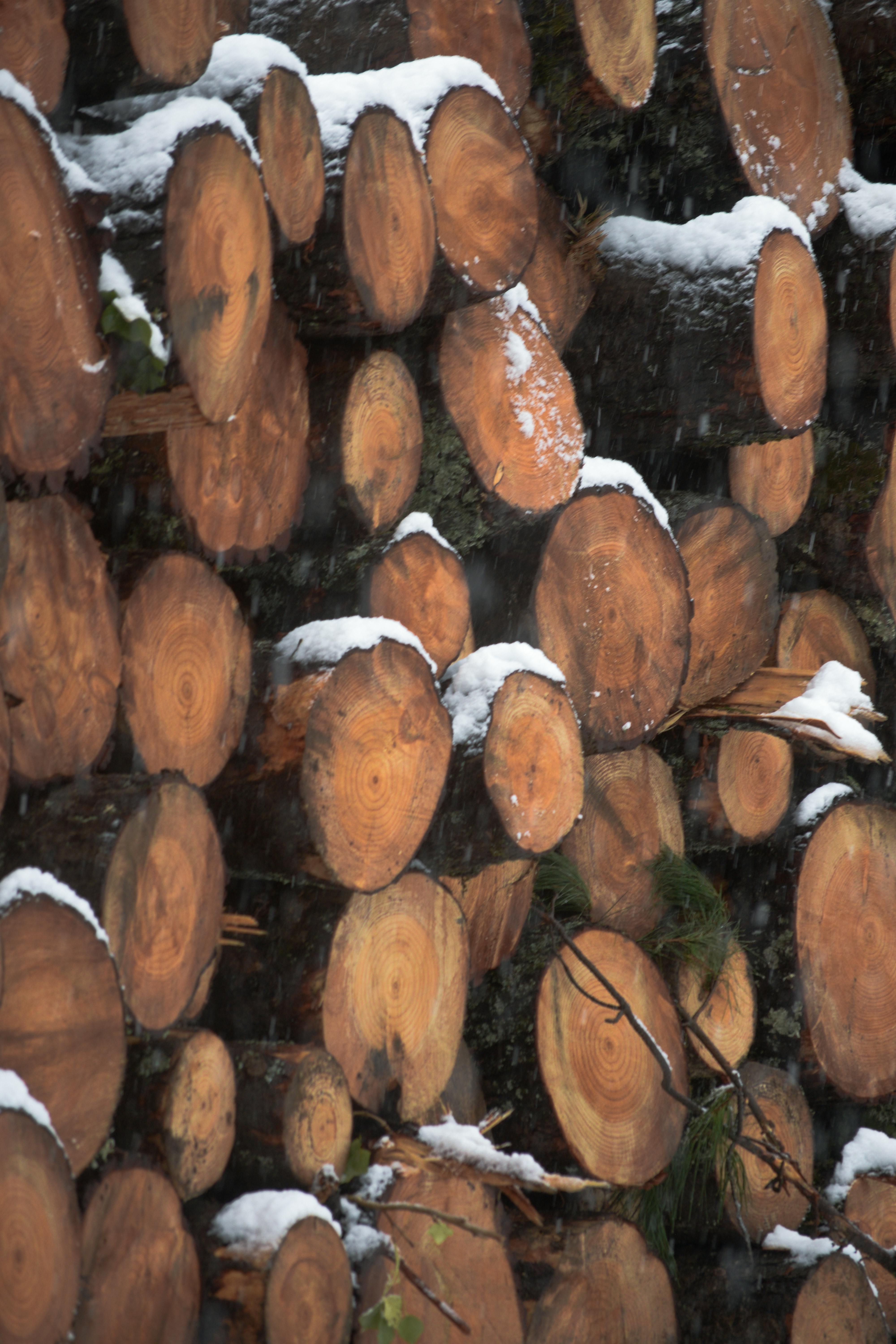 Felling Photos, Download The BEST Free Felling Stock Photos & HD Images