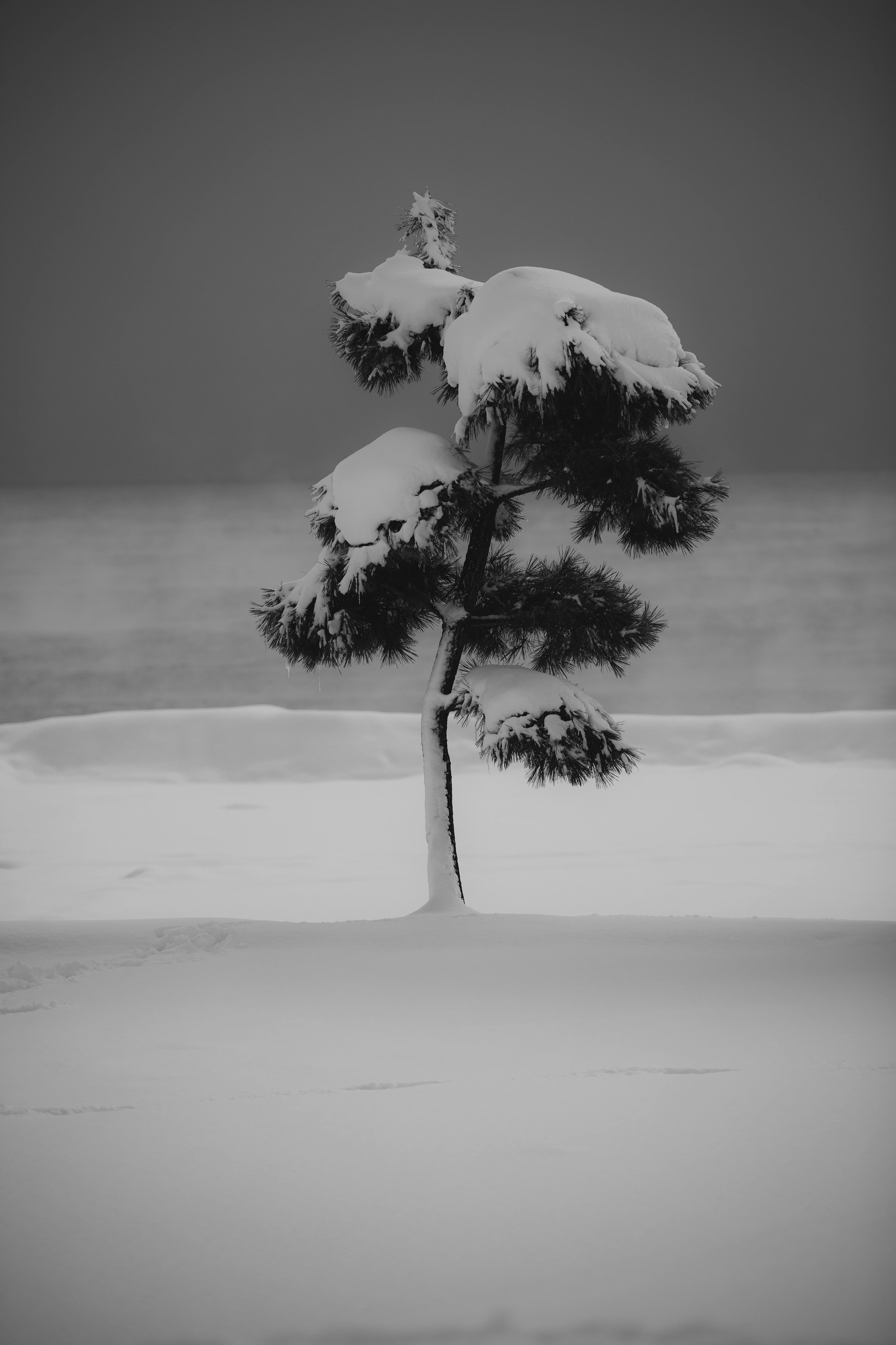 Grayscale Photo of Snow Covered Tree · Free Stock Photo