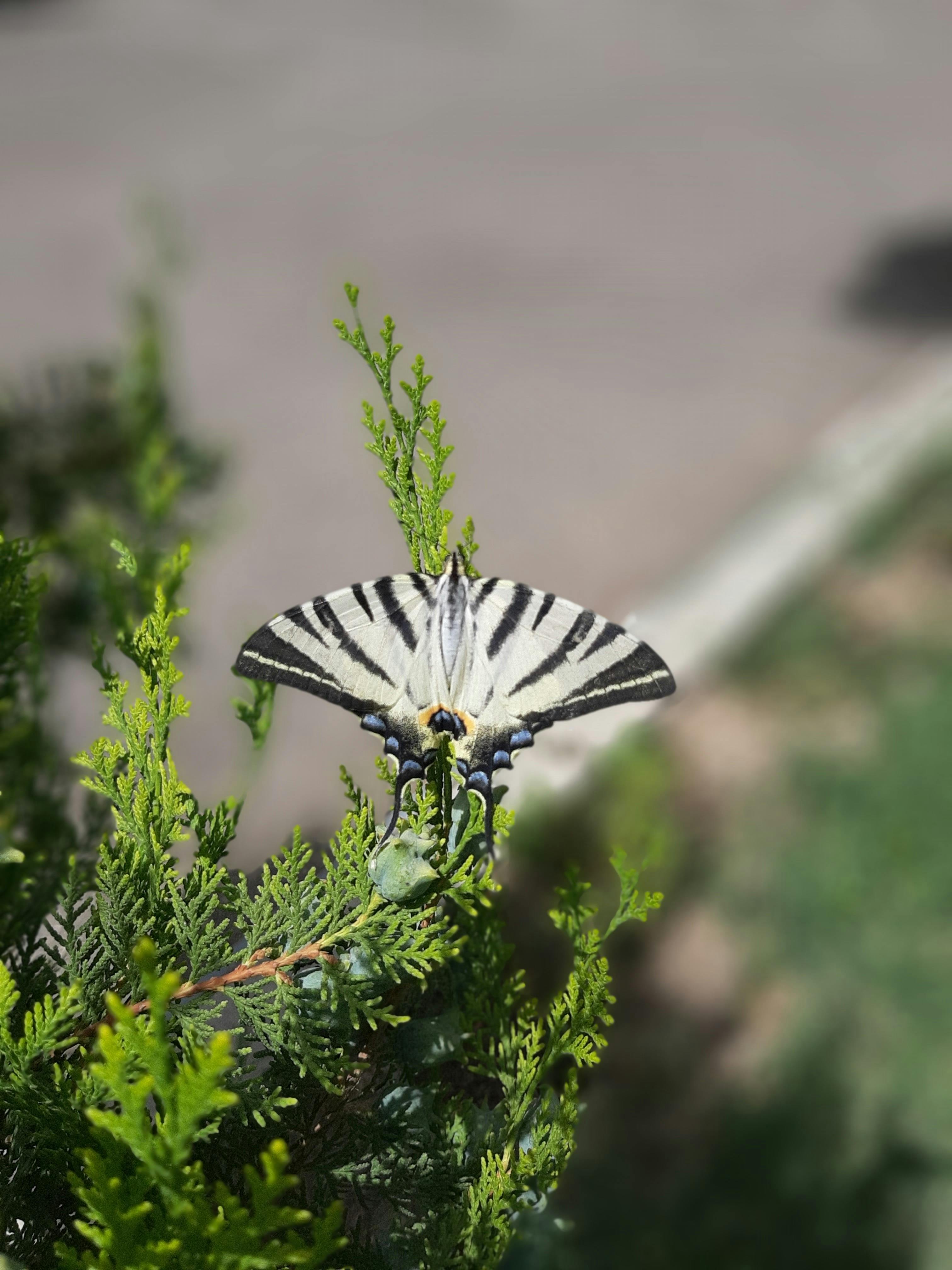 Insect Diversity Photos, Download The BEST Free Insect Diversity Stock ...