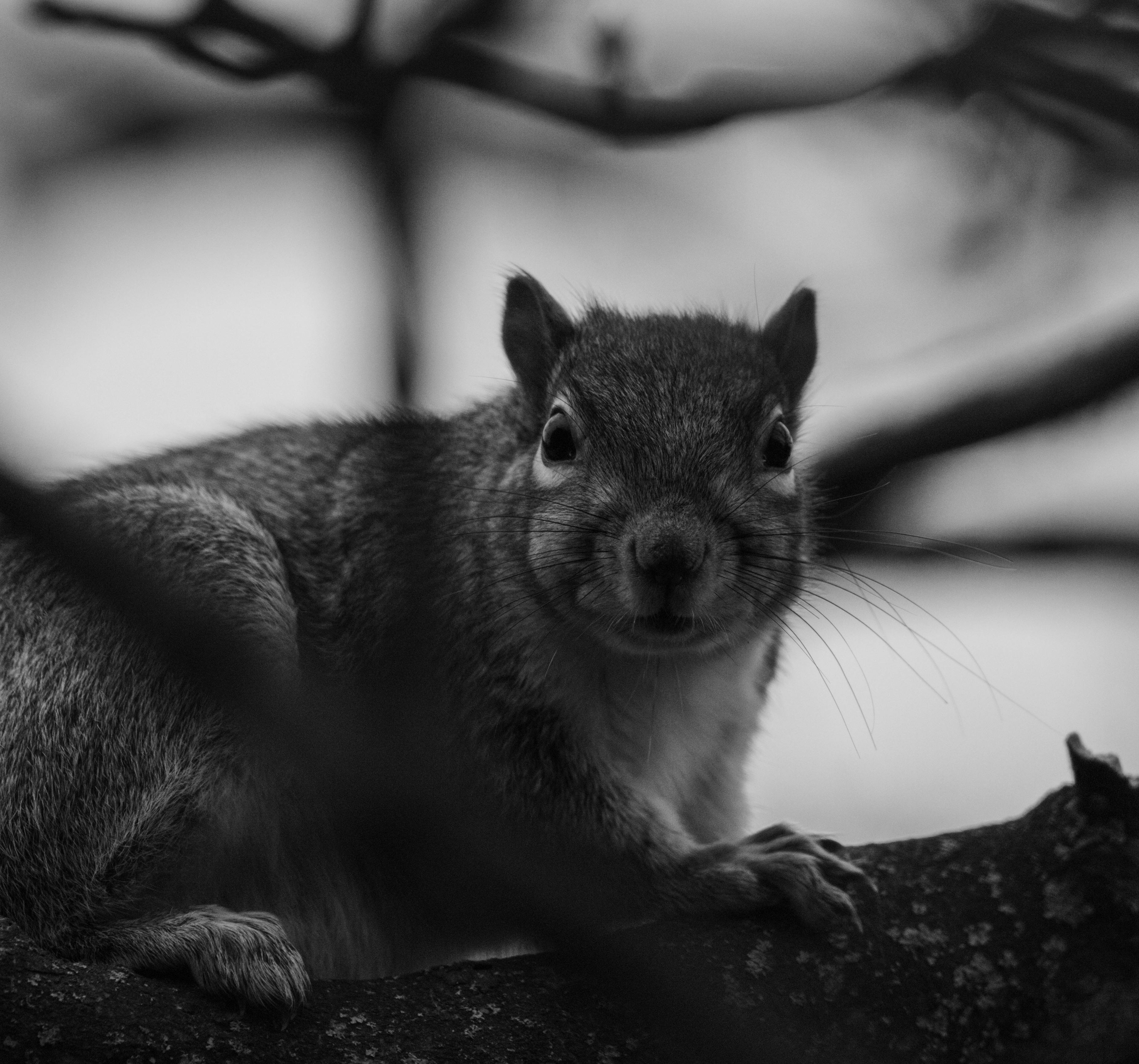 Grayscale Photo of a Squirrel · Free Stock Photo
