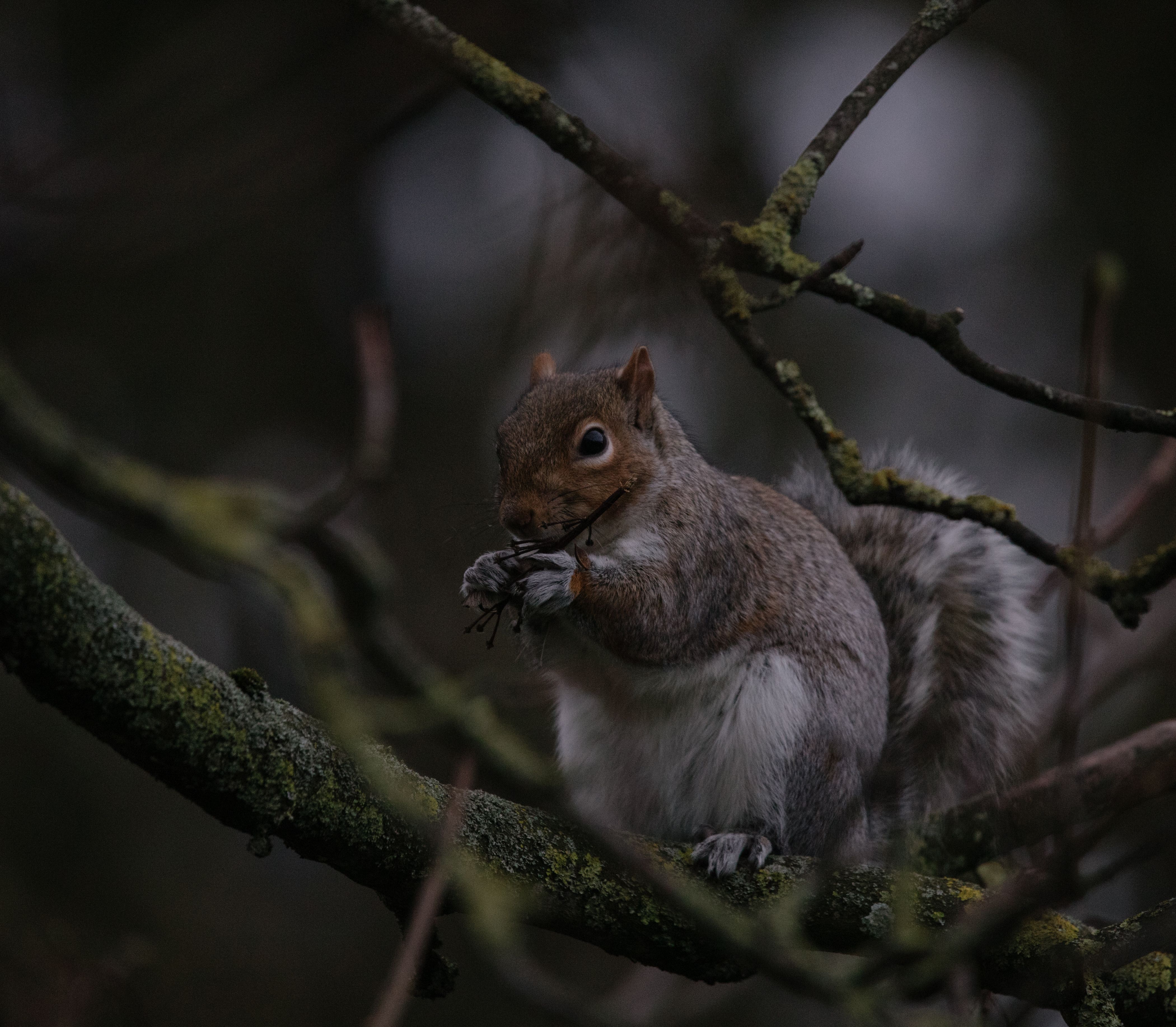 Photograph of an Eastern Gray Squirrel · Free Stock Photo