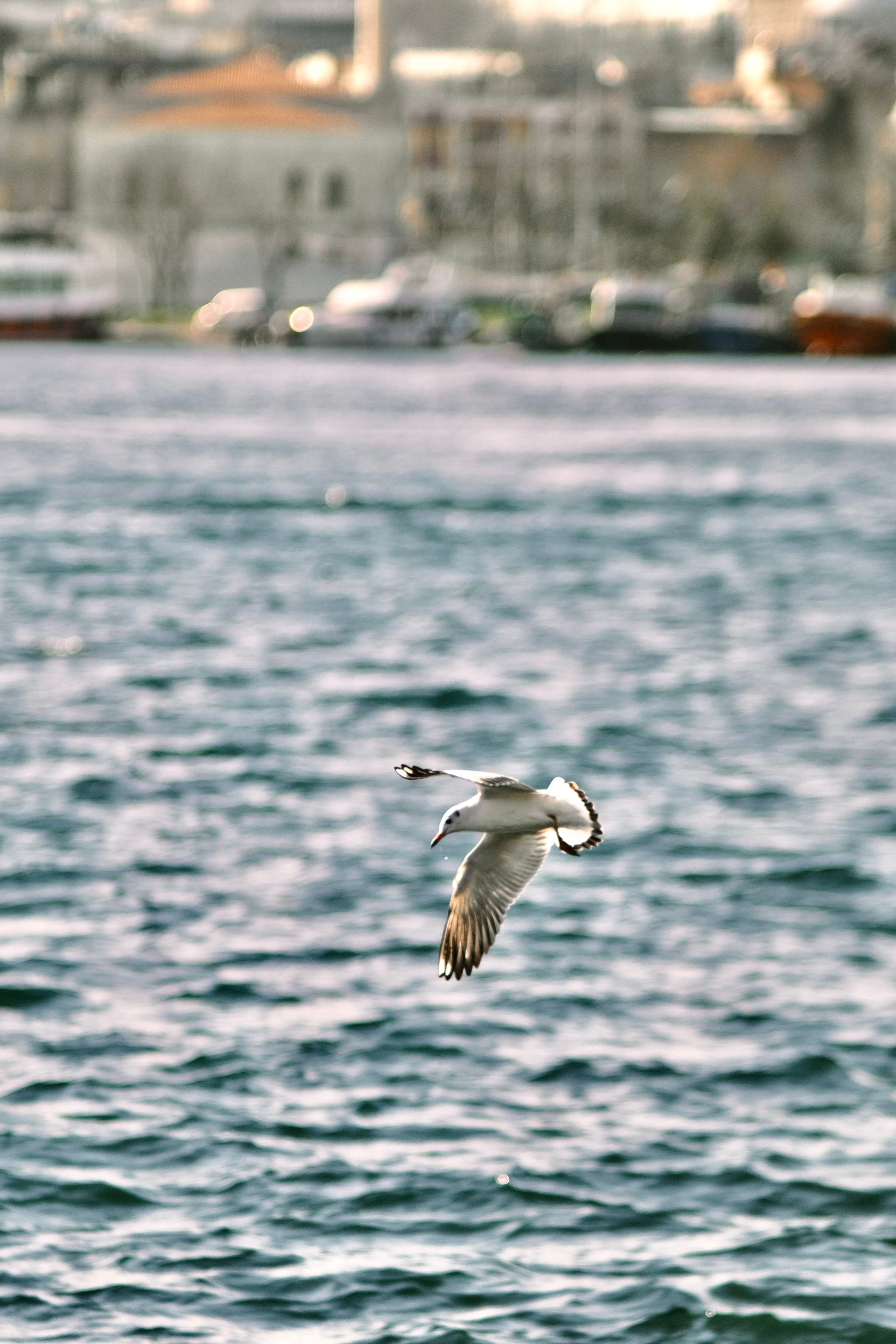 Seagull Flying over Water · Free Stock Photo