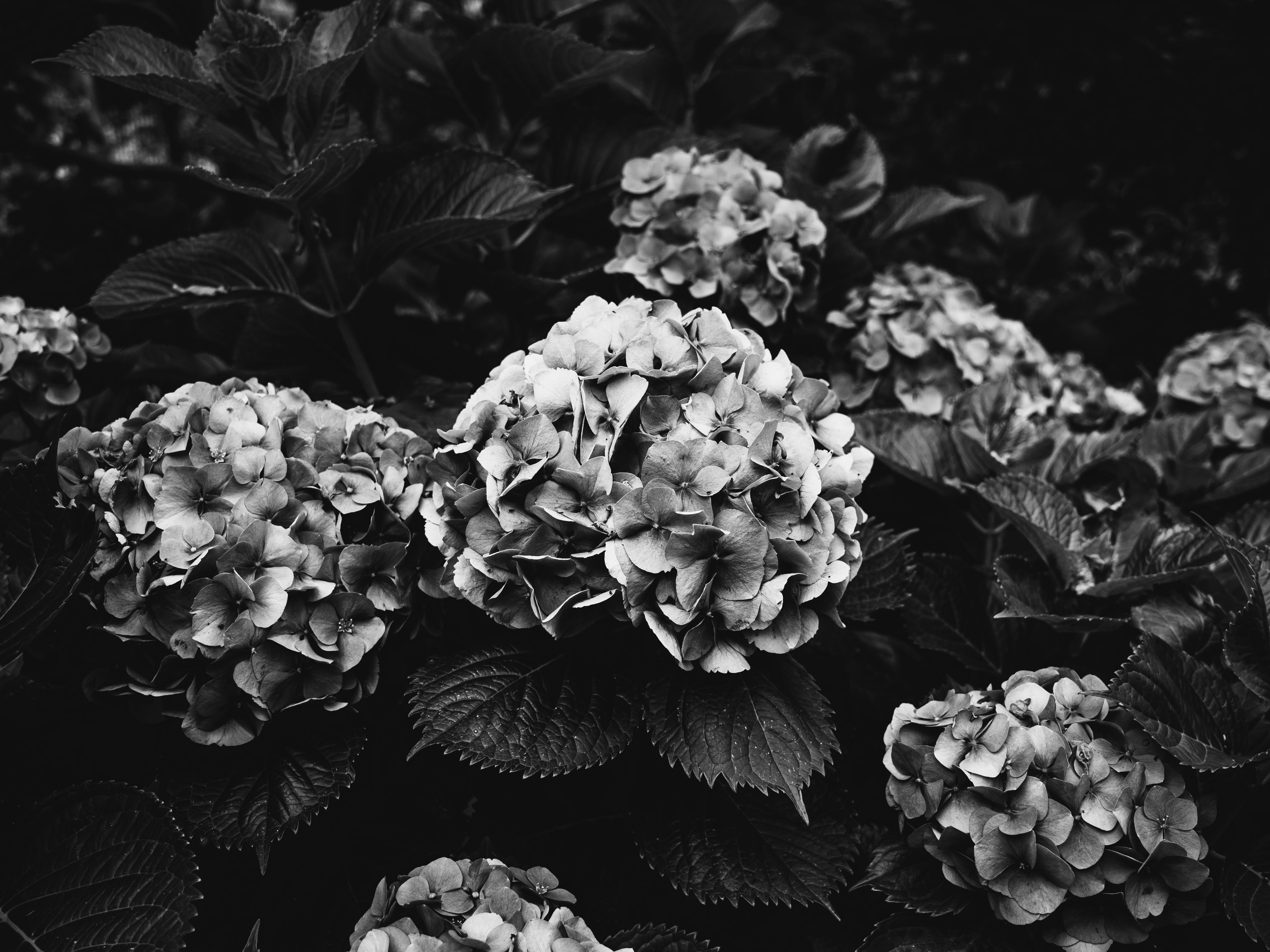 Flowers Blooming Photos, Download The BEST Free Flowers Blooming Stock ...